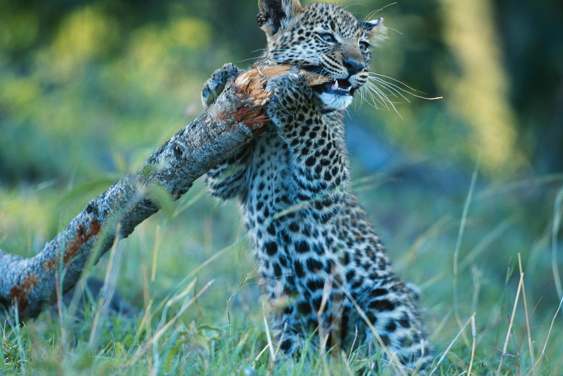 Leopard DNA study in South Africa traces ancestry to ice age – and will ...