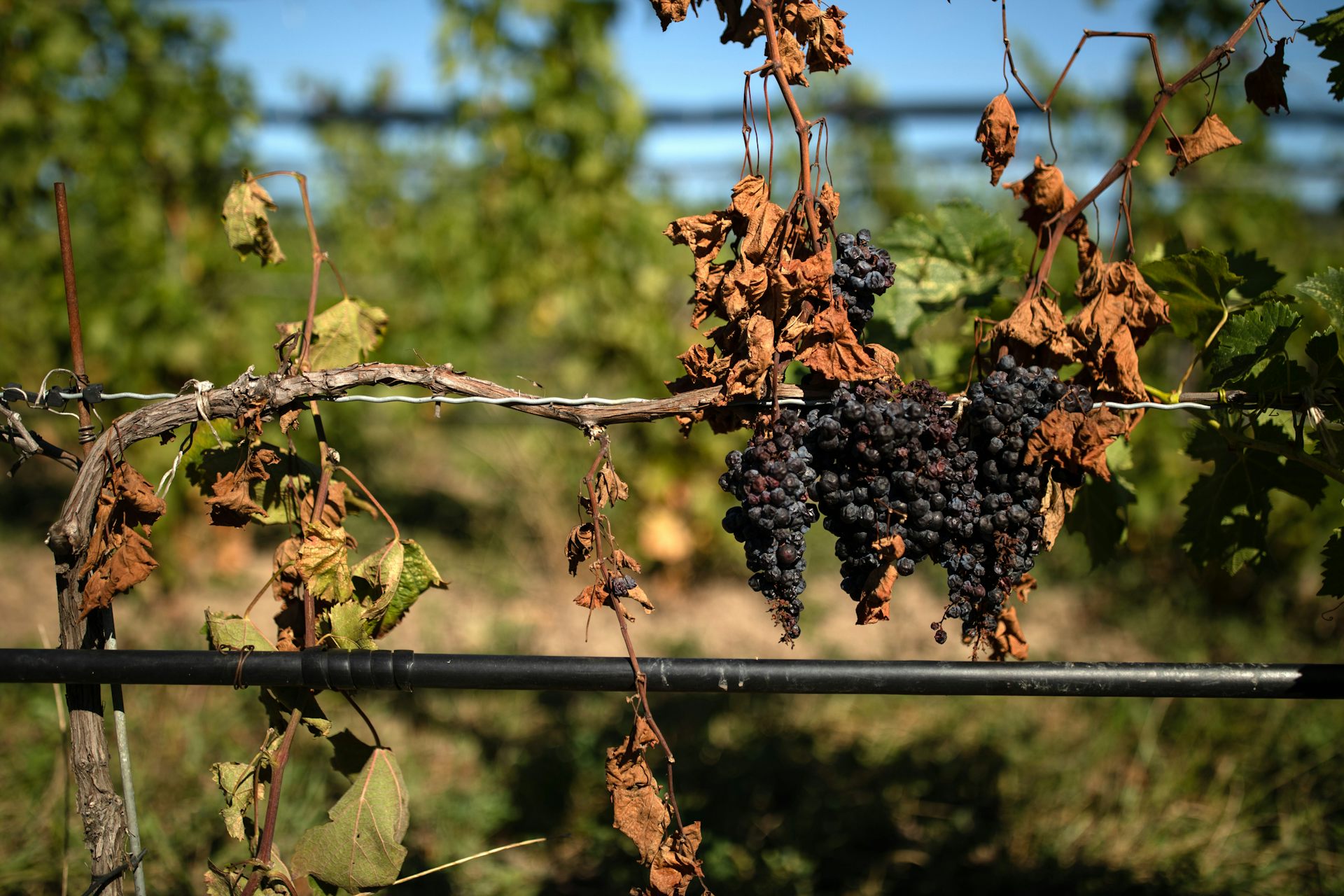 Glass half empty? What climate change means for Canada’s wine industry