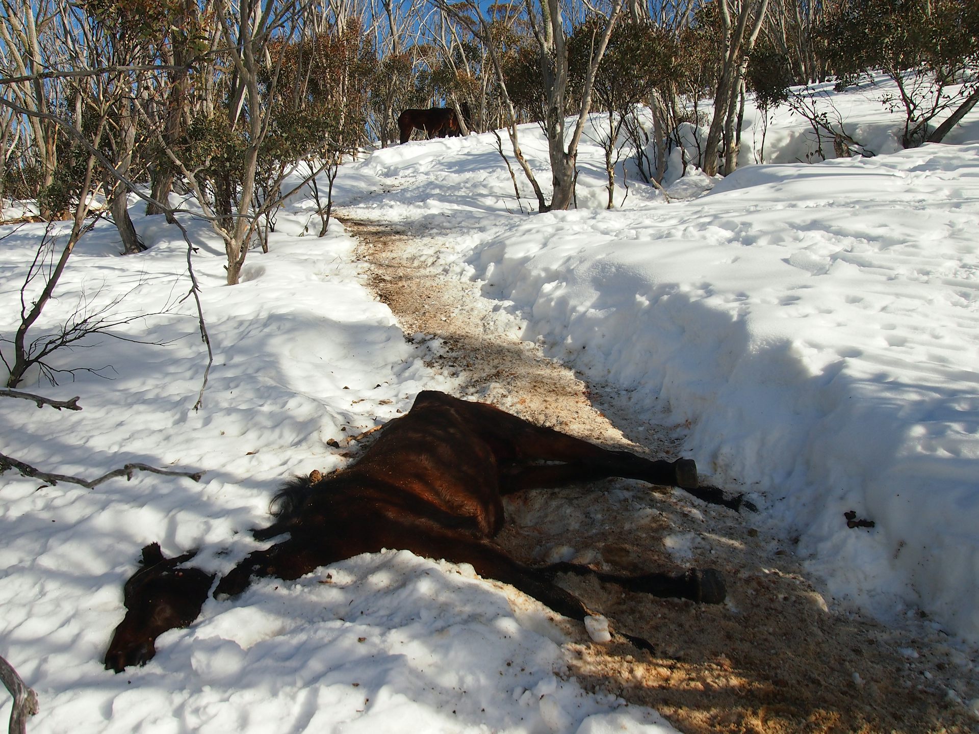 The grim story of the Snowy Mountains' cannibal horses