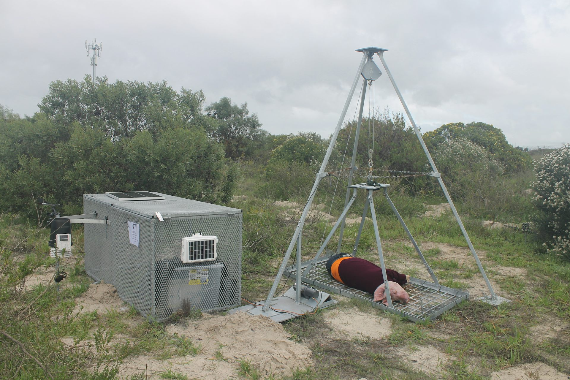 Clothed pig carcasses are revealing the secrets of mummification ...