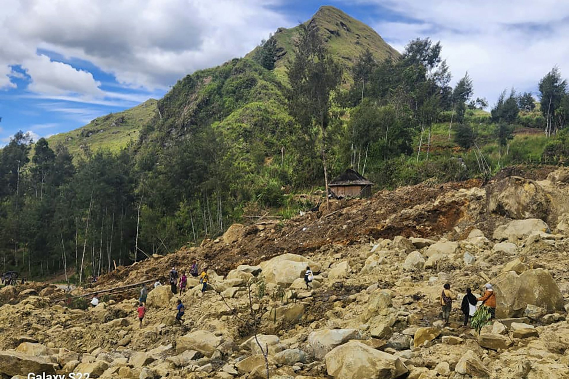 Replanting trees can help prevent devastating landslides like the one ...
