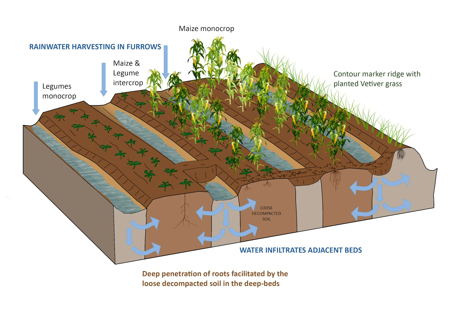 Malawi farming experiment shows how simple changes can boost maize ...