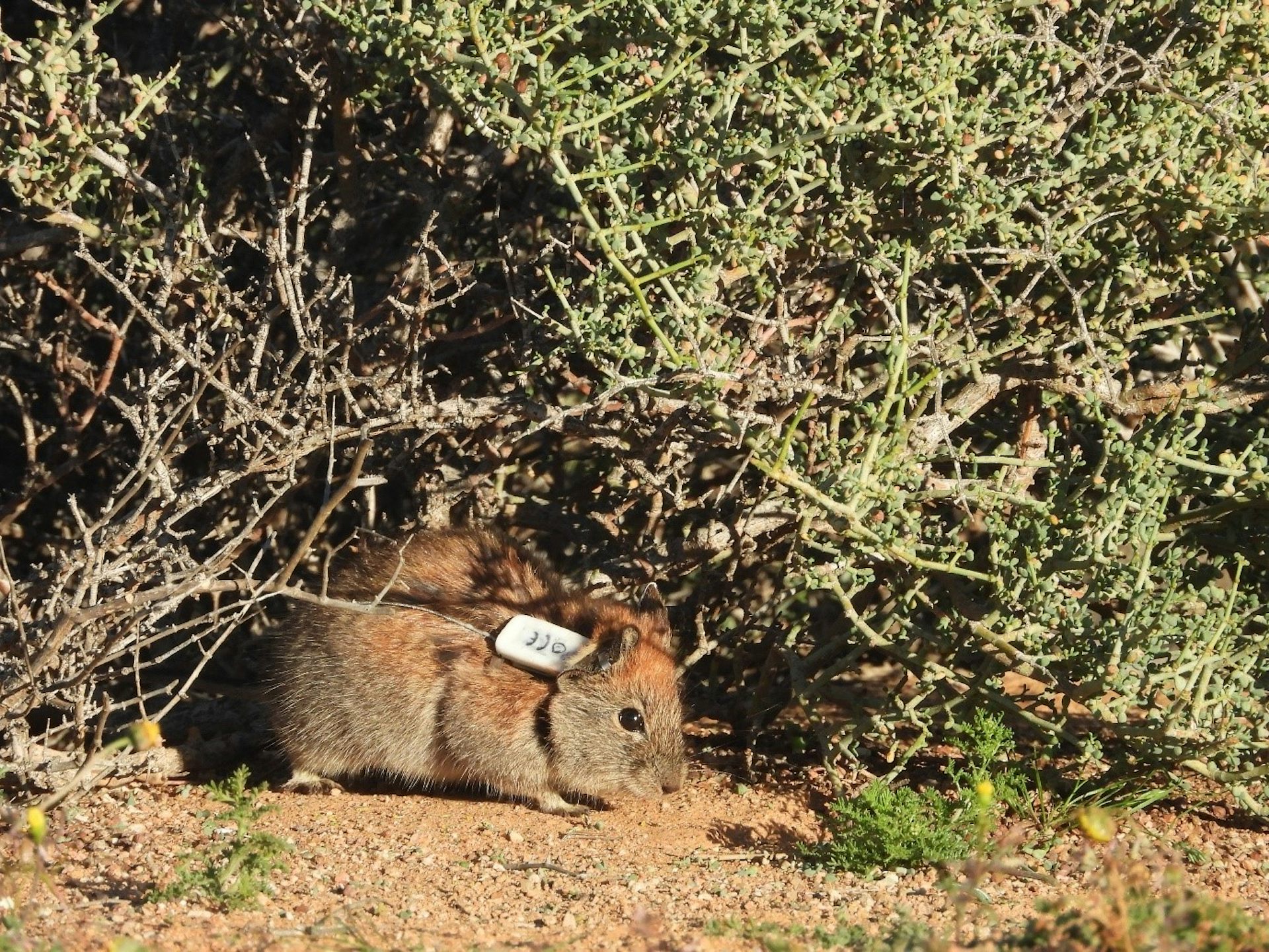 Some solitary mammals have surprisingly social lives: what I’ve learned ...