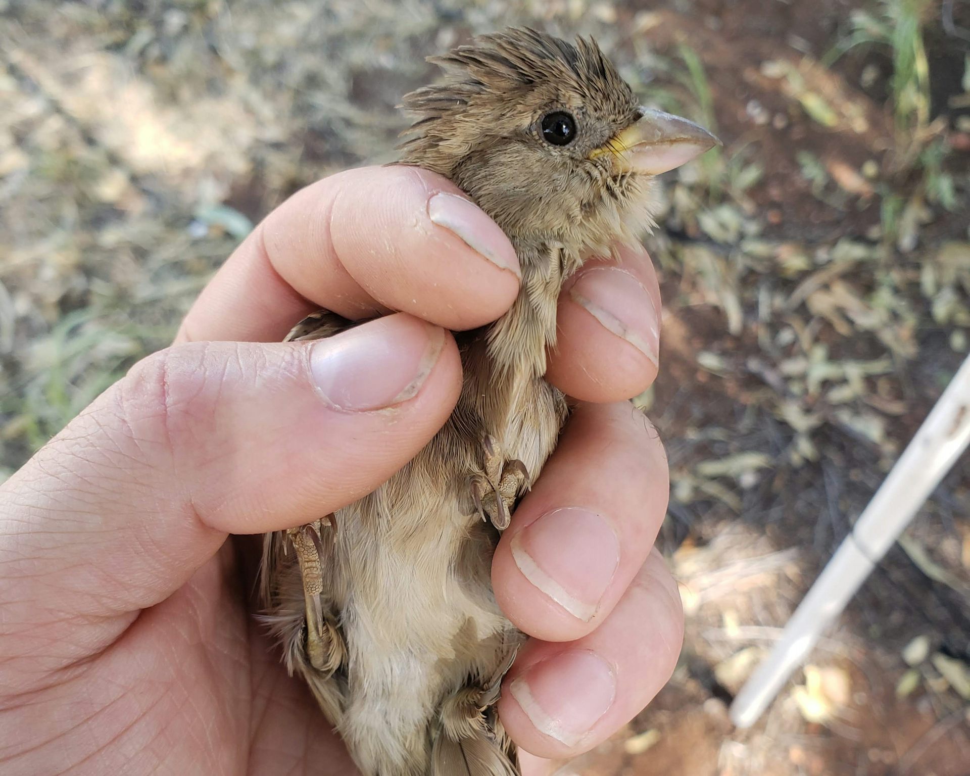 How a little brown bird could sound the alarm on lead poisoning in ...