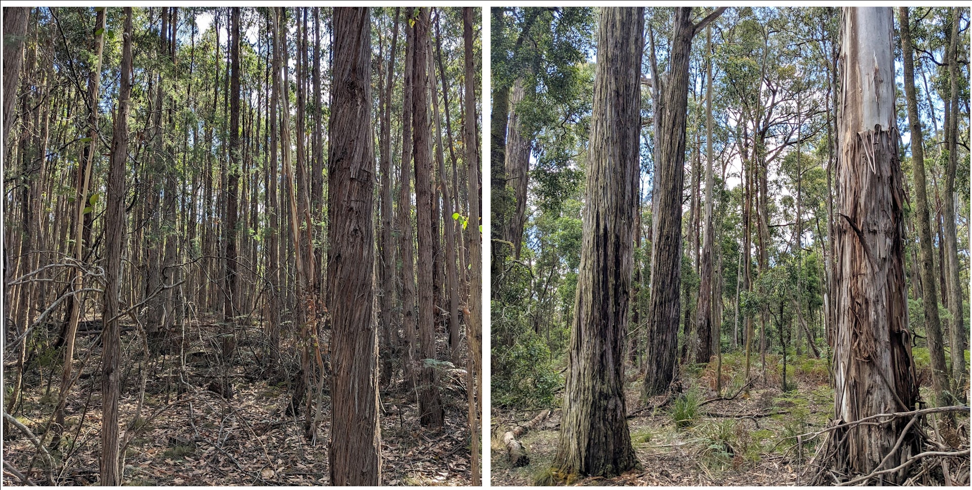 Restoring logged forests doesn’t mean locking them up as ‘wilderness ...