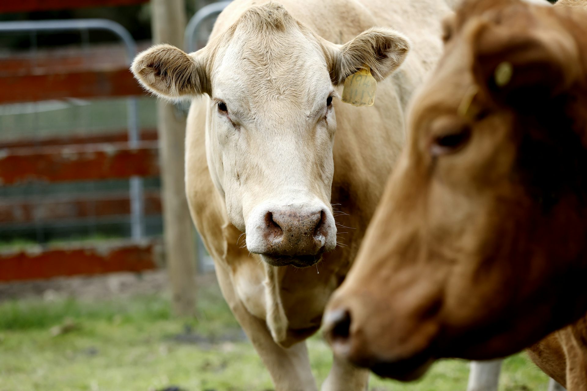 ‘Nuclear energy won’t stop cows from burping’: Peter Dutton needs a ...