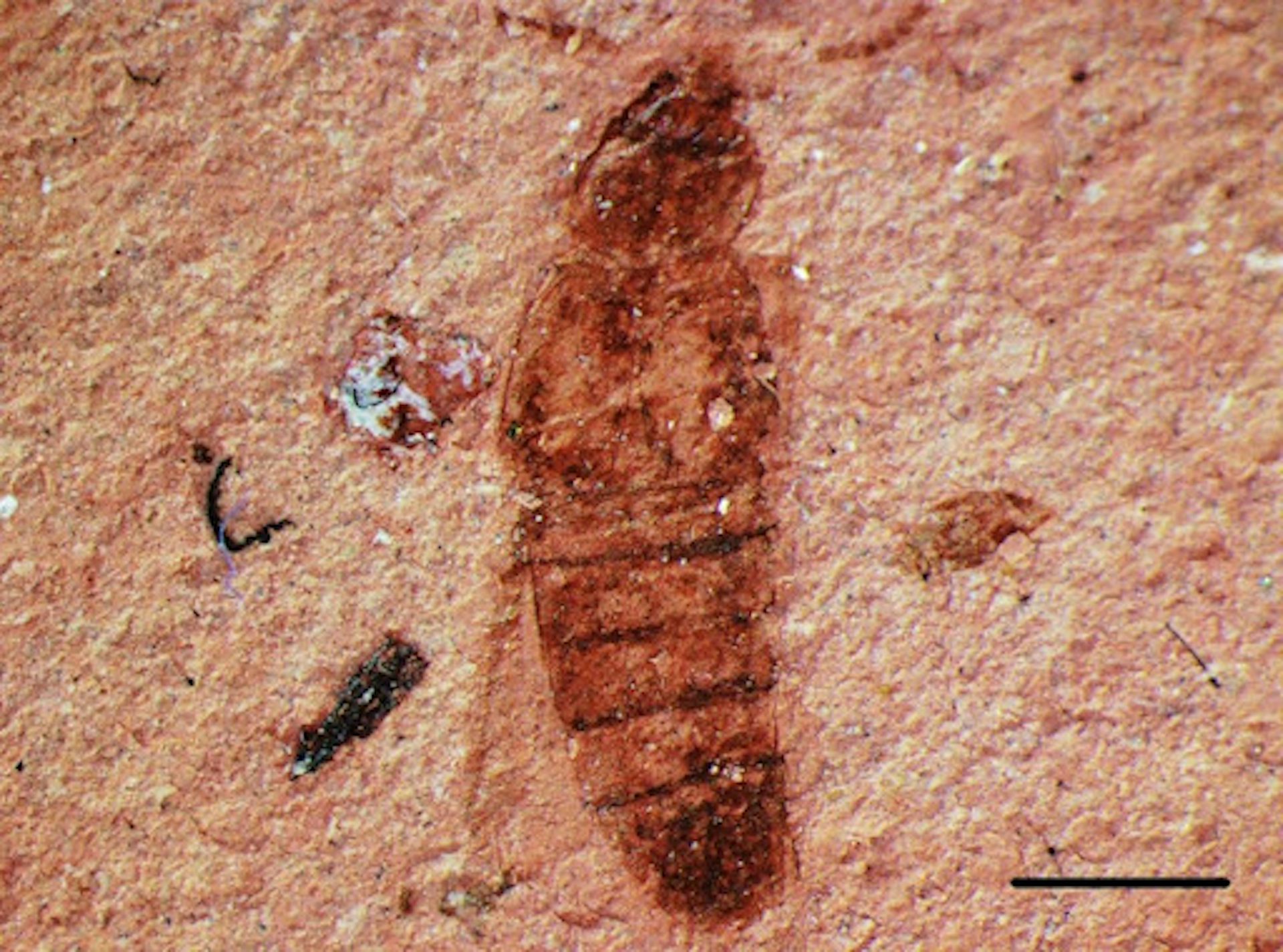 Fossil insects help to reconstruct the past: how I ended up studying ...