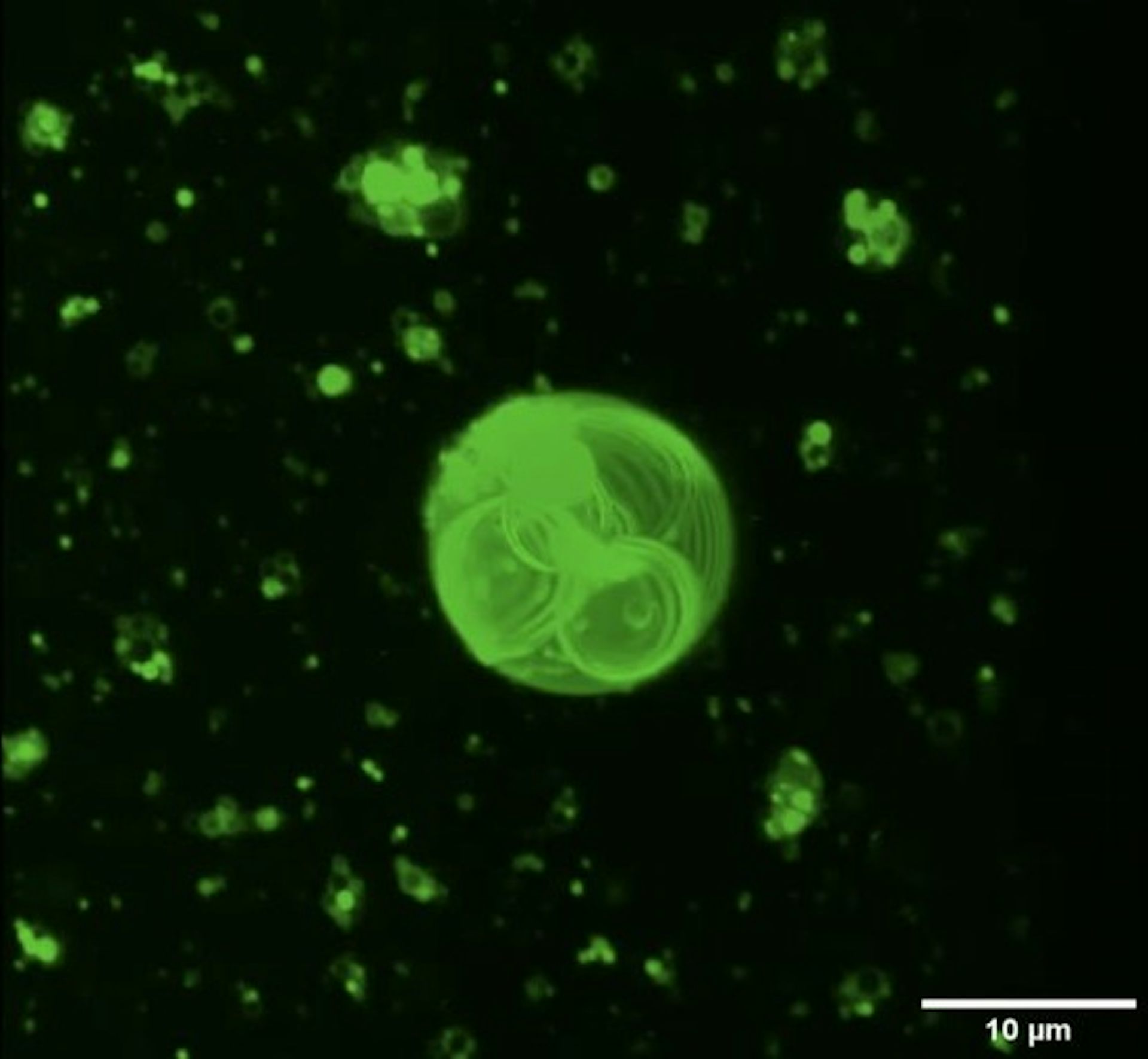 Hallazgo en el paso previo al origen de la primera célula