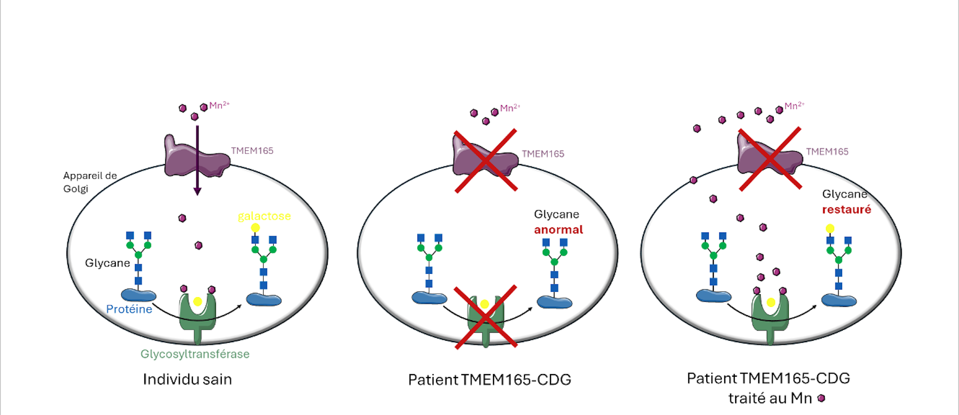 Diagramme De Nanisme La Génomique Végétale Et Les Plantes