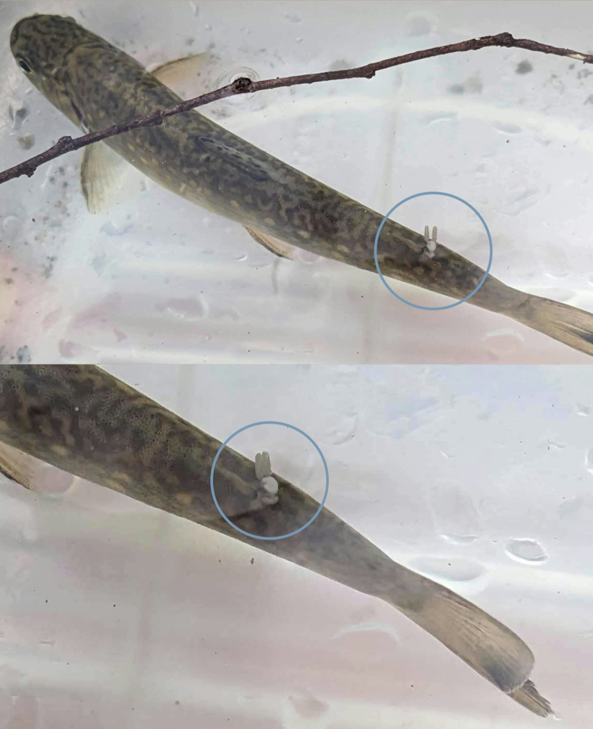 Our lakes are teeming with parasites. Why that’s good…and bad