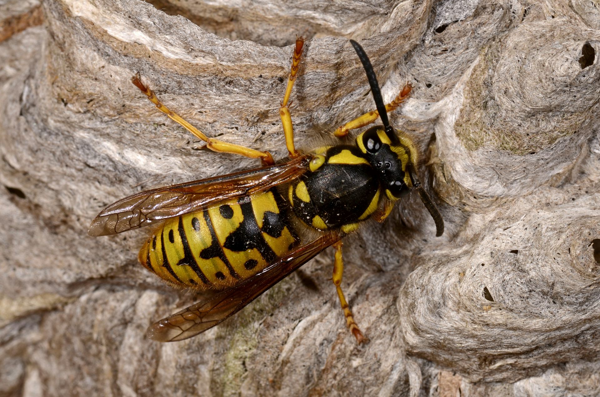 Invasive wasps threaten South African ecosystems: what the public can ...