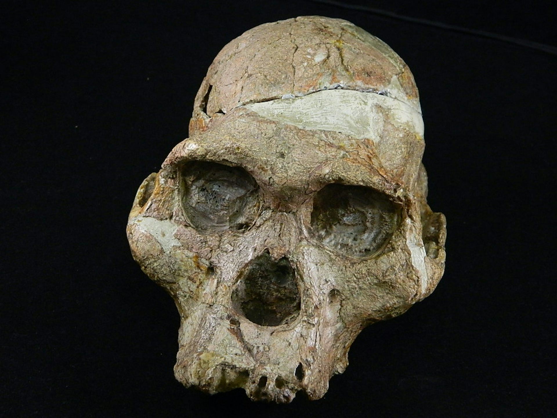 How old are South African fossils like the Taung Child? New study ...