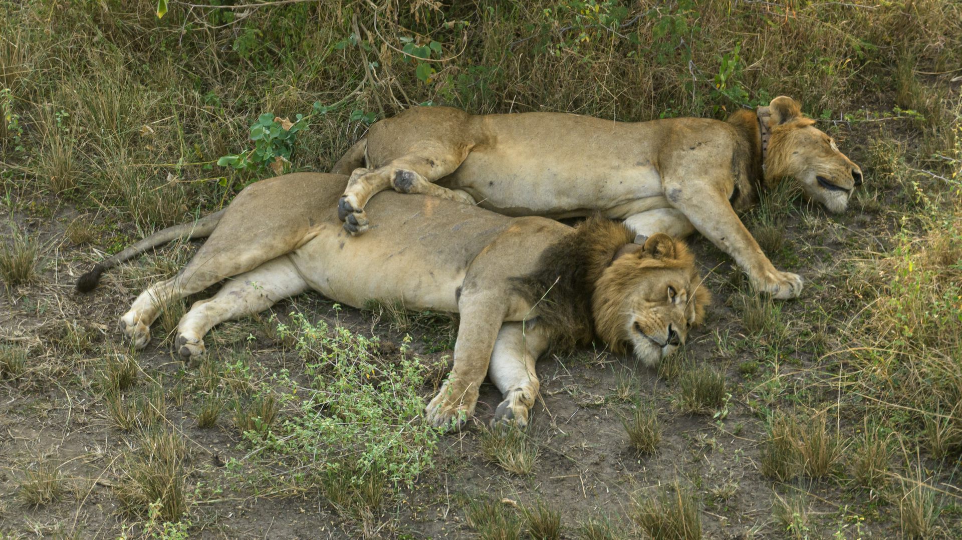 Lion conservation – News, Research and Analysis – The Conversation – page 1