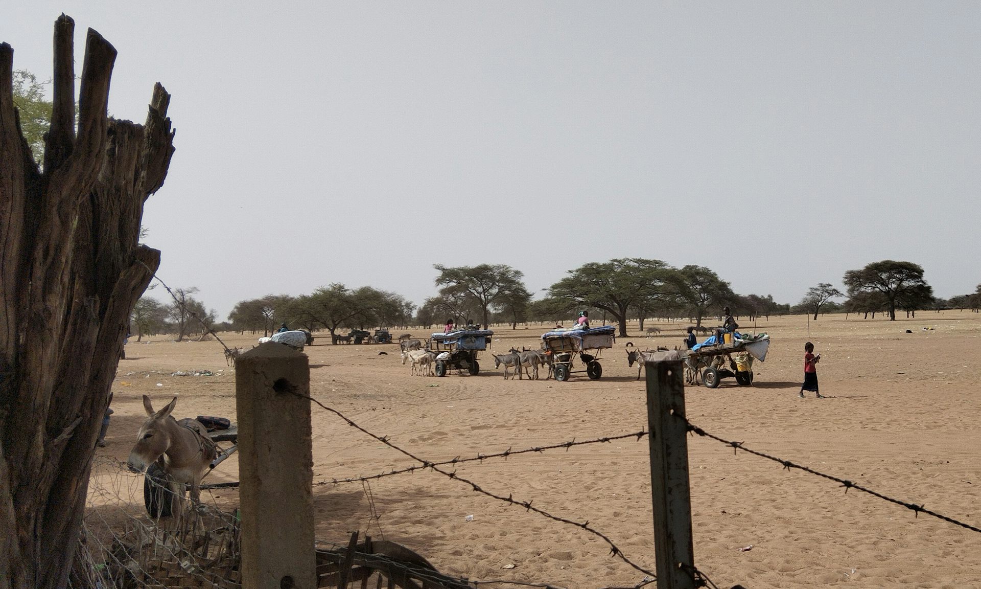 Africa’s Great Green Wall will only combat desertification and poverty ...