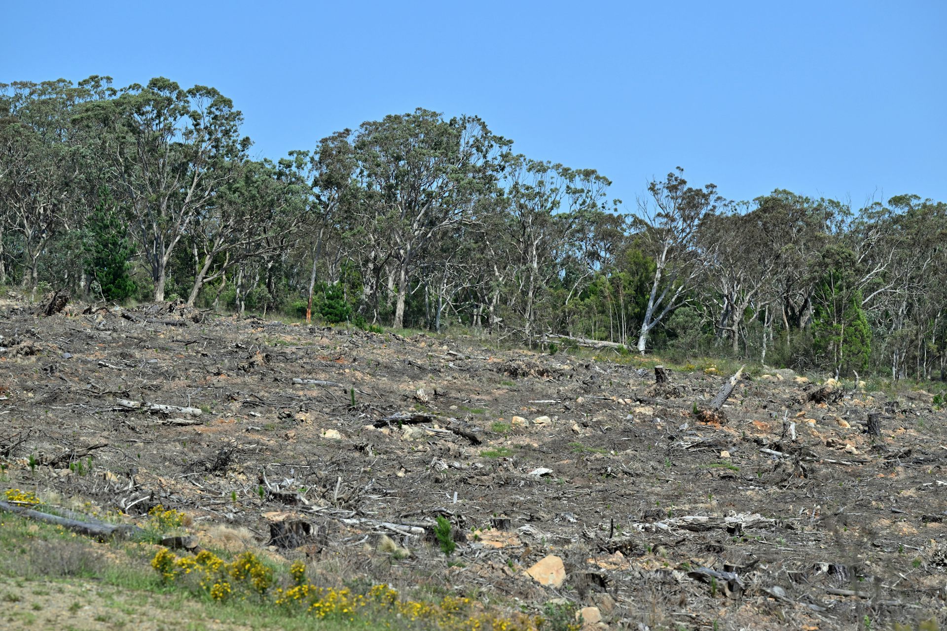 More than half of NSW’s forests and woodlands are gone as ongoing ...