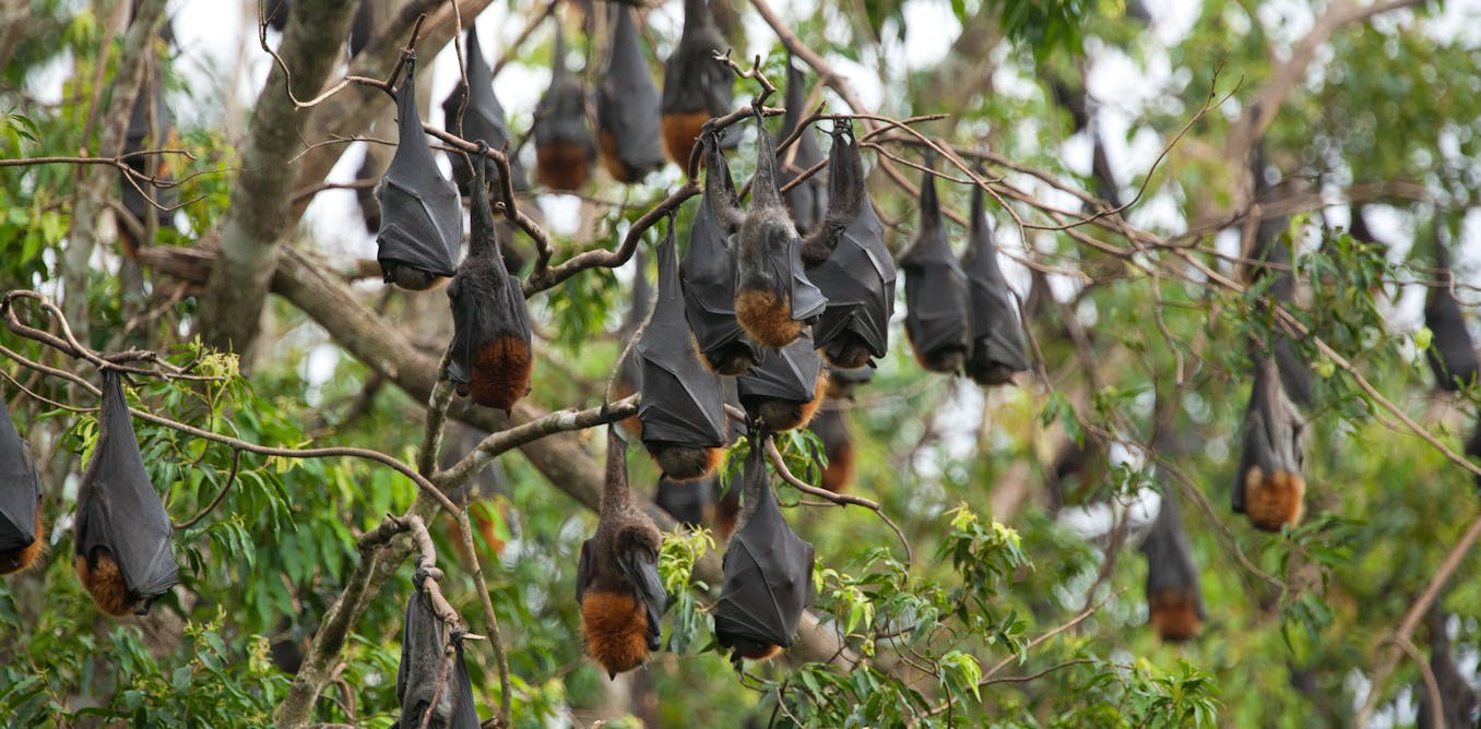 Bat’s immunity may hold key to preventing future Ebola outbreaks Bat’s immunity may hold key to preventing future Ebola outbreaks
