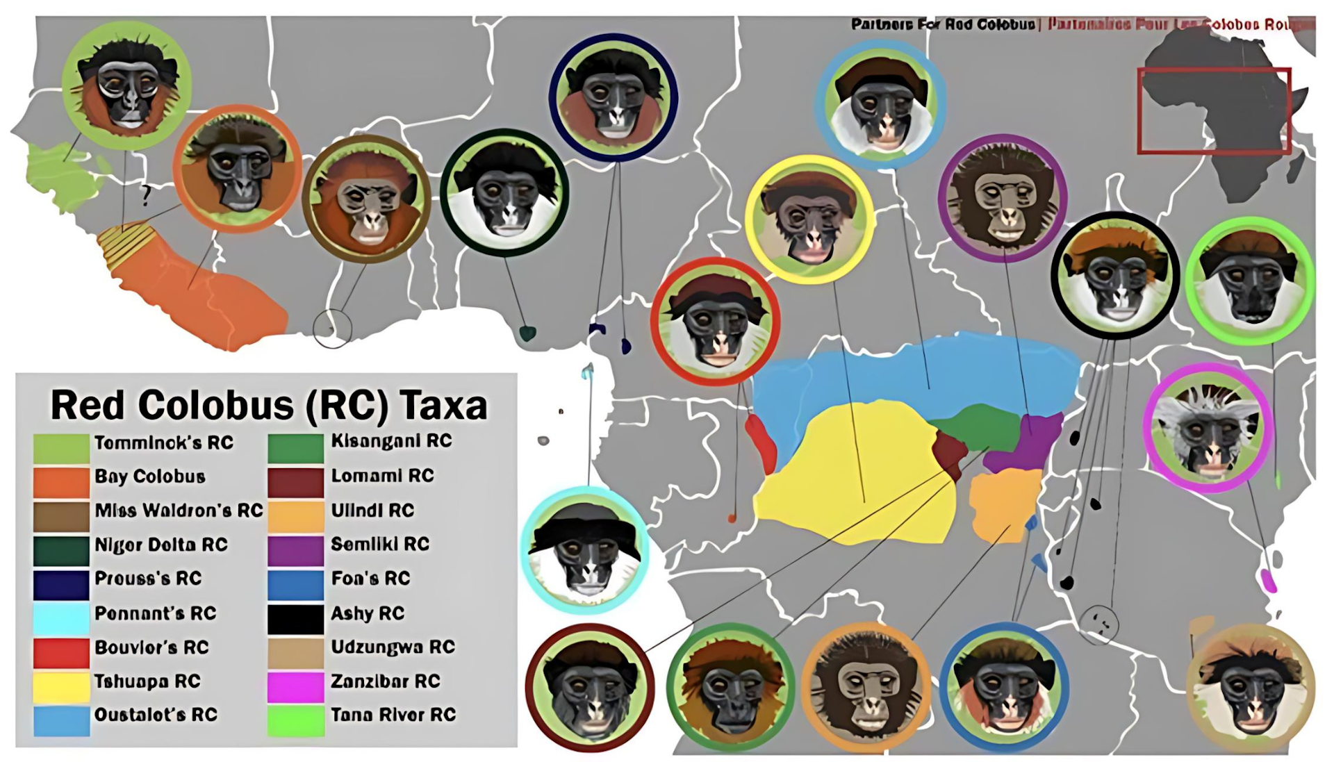 Red colobus are Africa’s most endangered monkeys – protecting them will ...