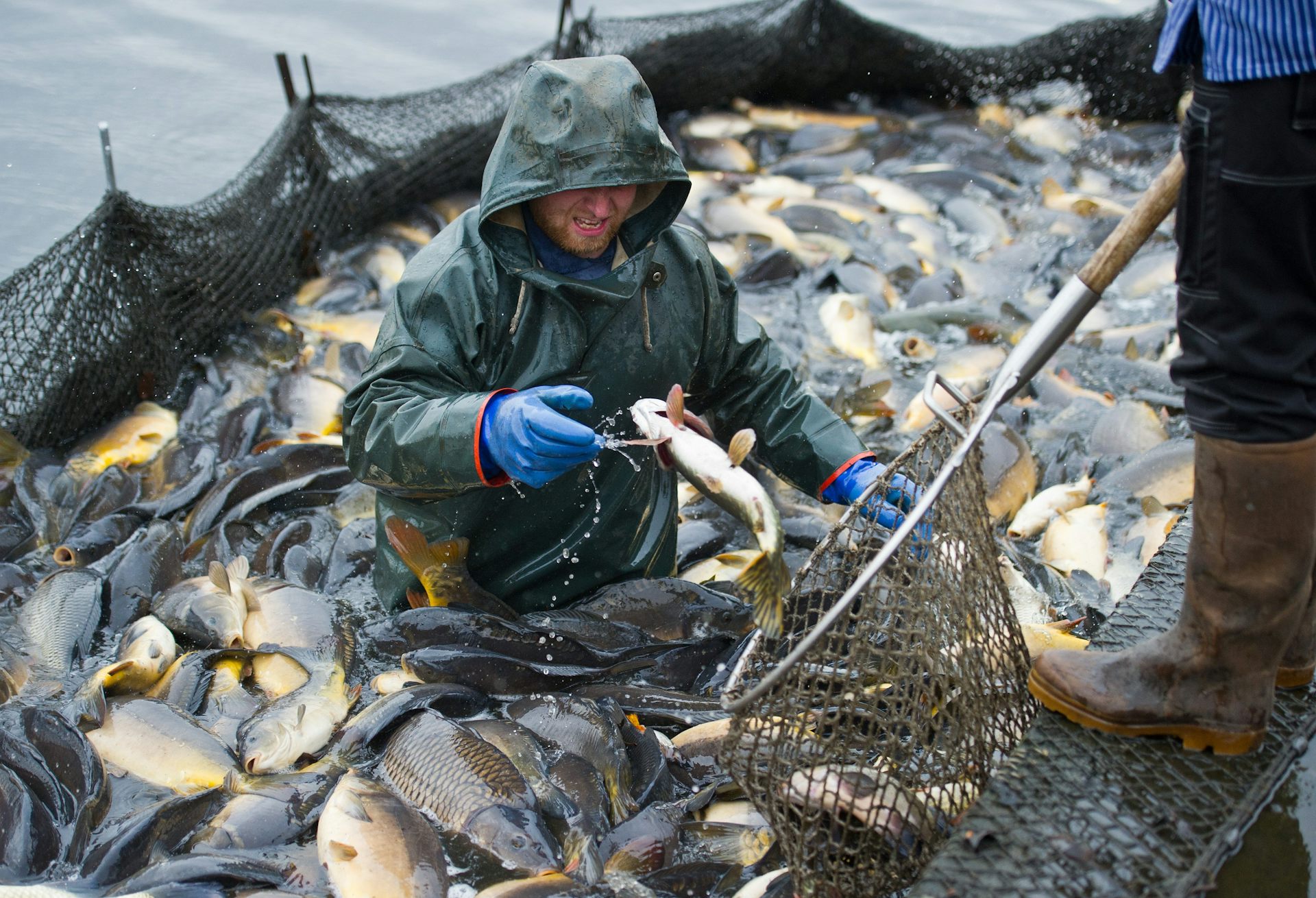 Will there be enough fish to go around? Not if we follow healthy eating ...