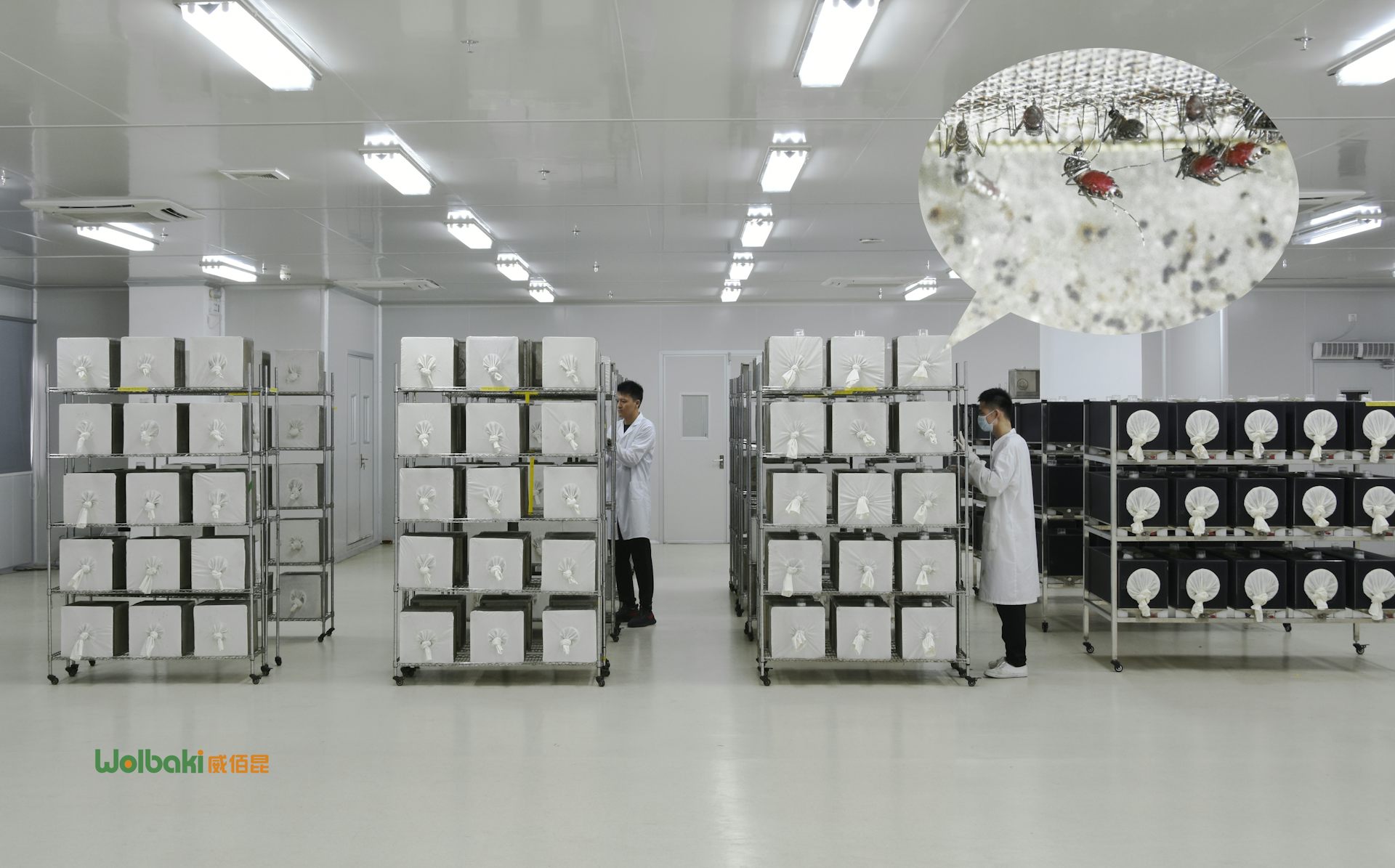 Lutte contre les moustiques : robot sexeur et insecte stérile, une ...