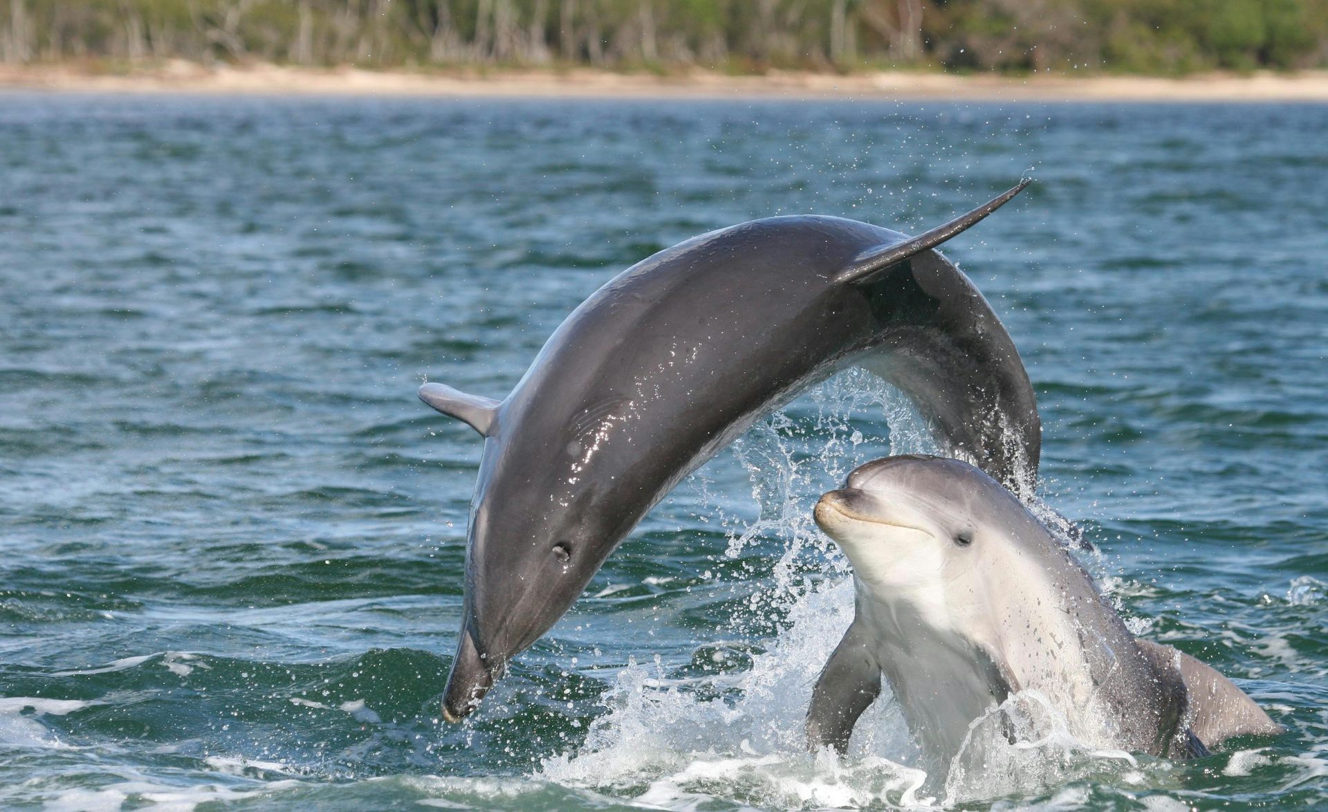 Small and isolated dolphin populations are under threat