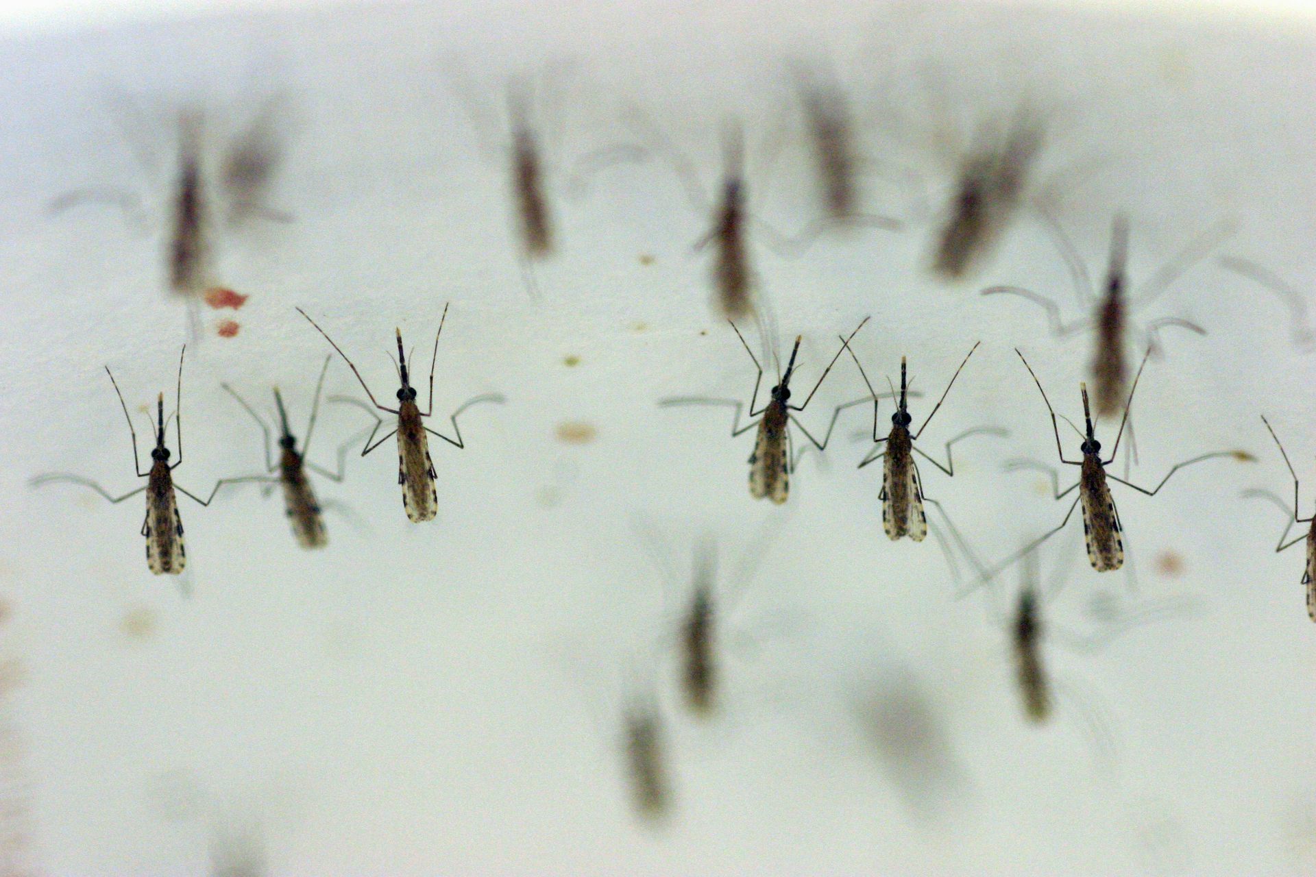 Genetically modified mosquitoes and malaria in Africa: top scientist ...