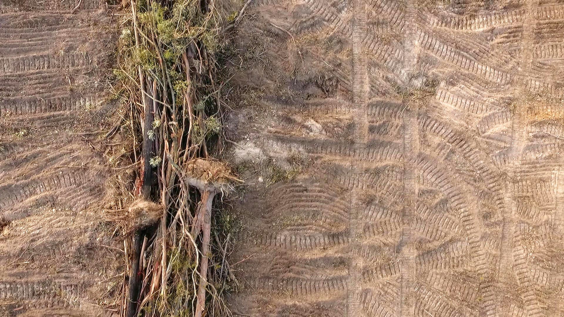 Poor compliance and broad exemptions mean land clearing continues apace ...