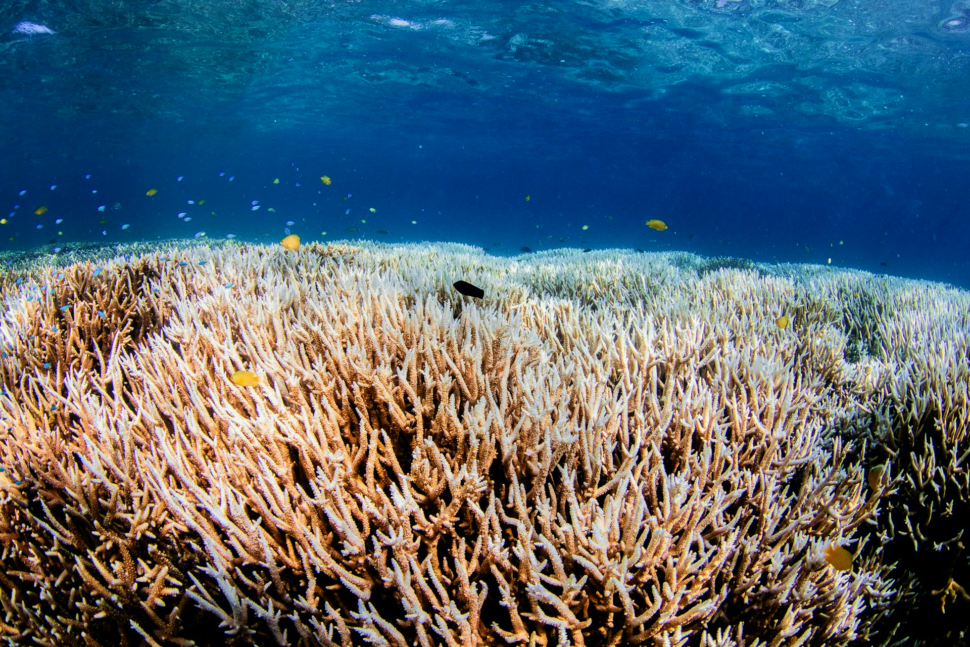 Coral bleaching is not only heartbreaking, it’s also bad economics