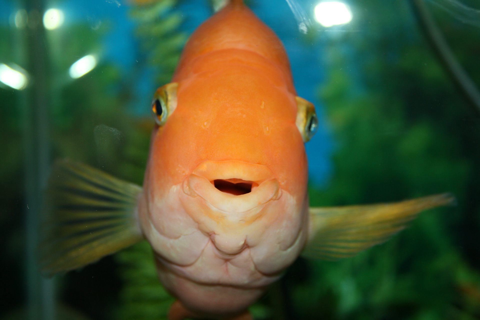 Copulate to populate: ancient Scottish fish did it sideways