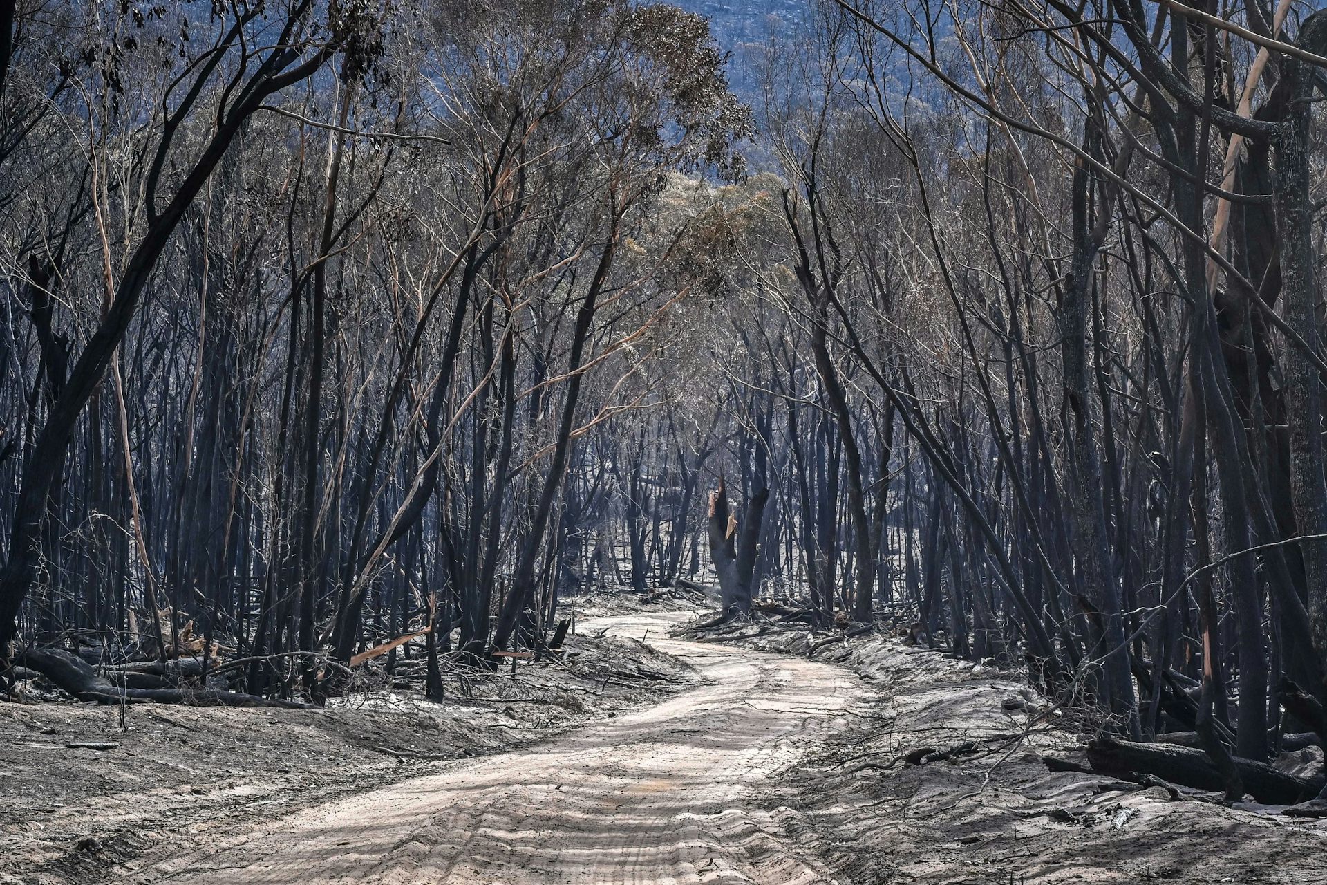 Buried treasures: how seeds help us learn about fire in the Australian ...