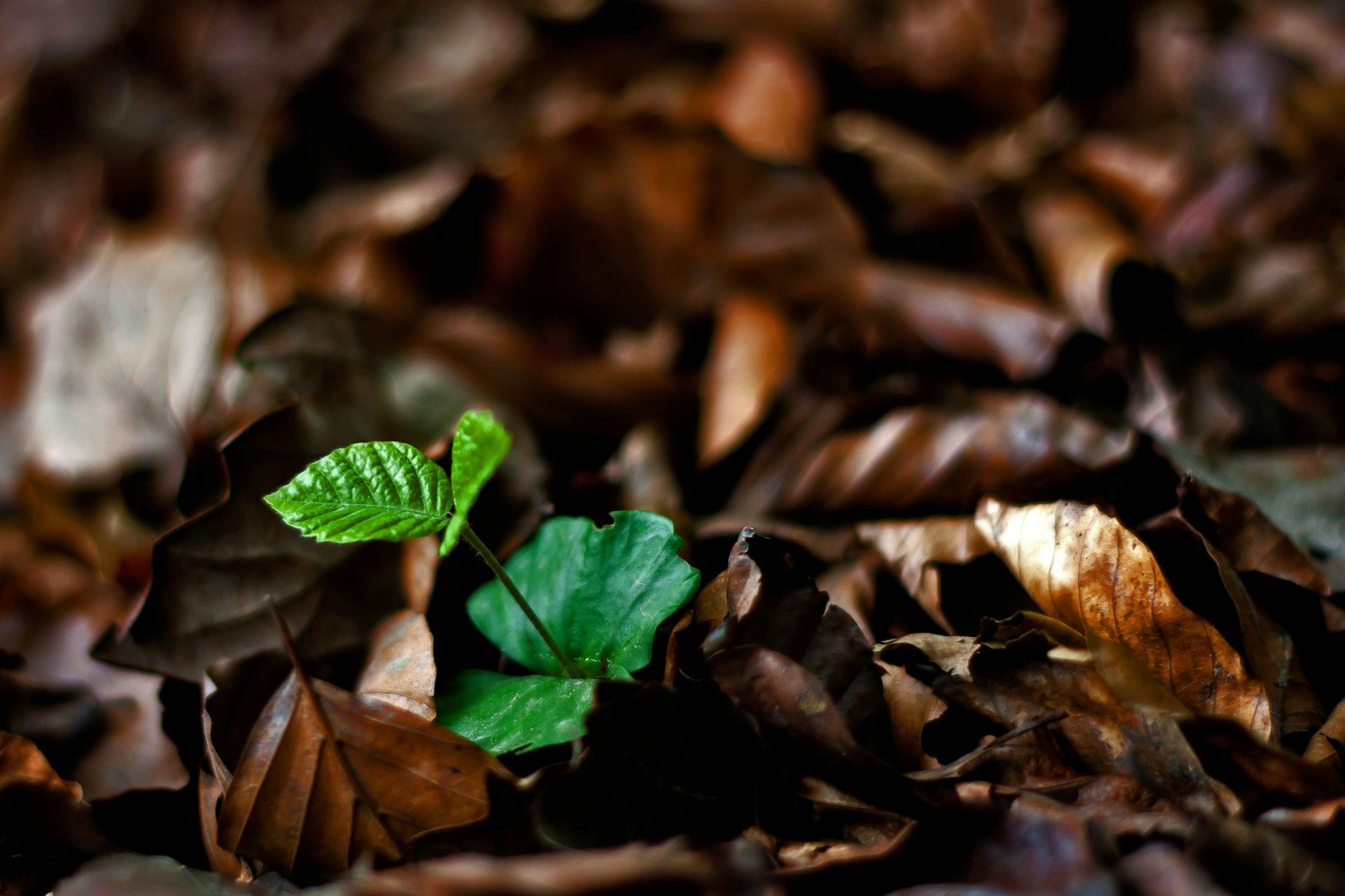 Plants can actually take care of their offspring – here’s how