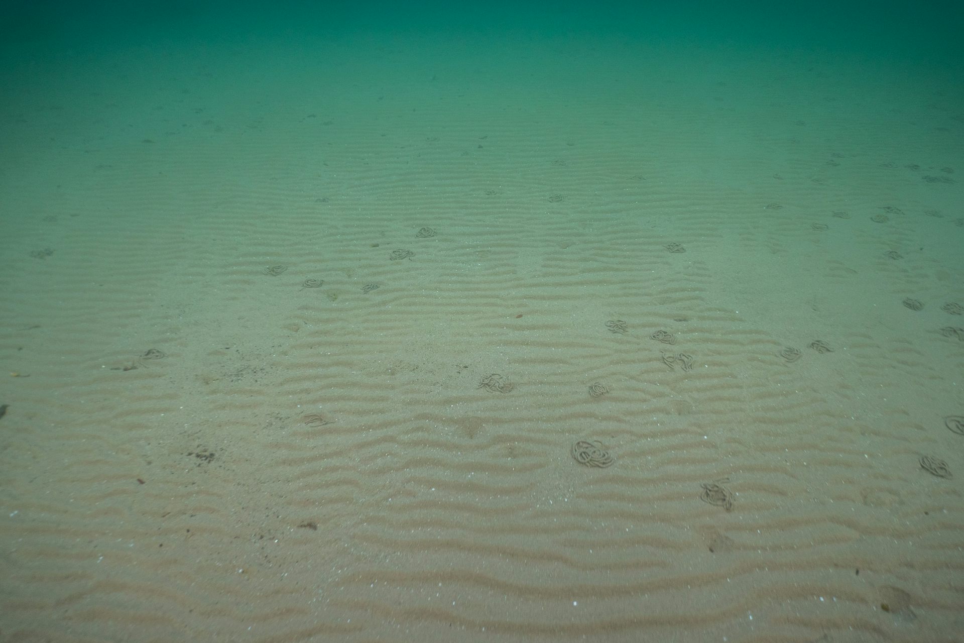 Ocean sediment is a ‘mudtropolis’ – meet the carbon-cycling creatures ...