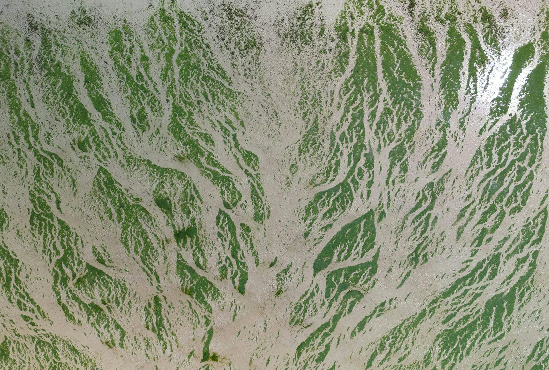 Comment lutter contre les proliférations d'algues vertes et de sargasses