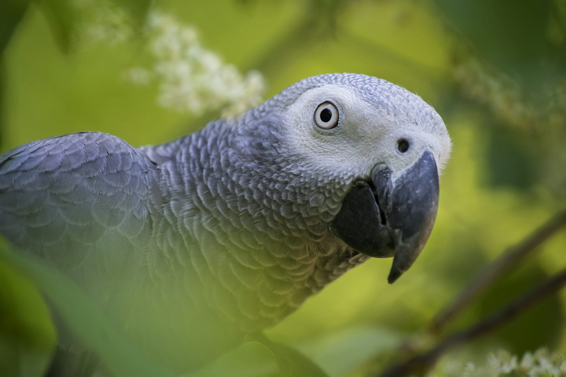 Does parrot farming protect wild species? Wildlife trade researchers ...