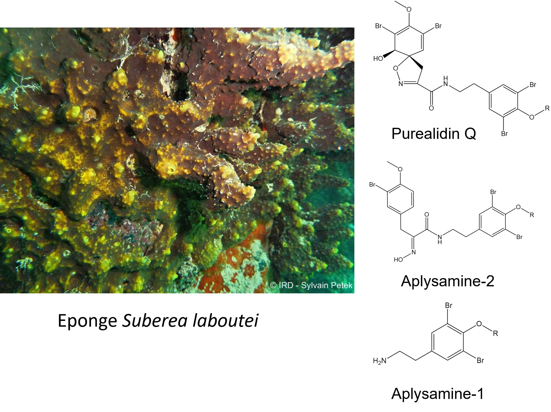Maladies à prions : une piste thérapeutique grâce aux éponges marines