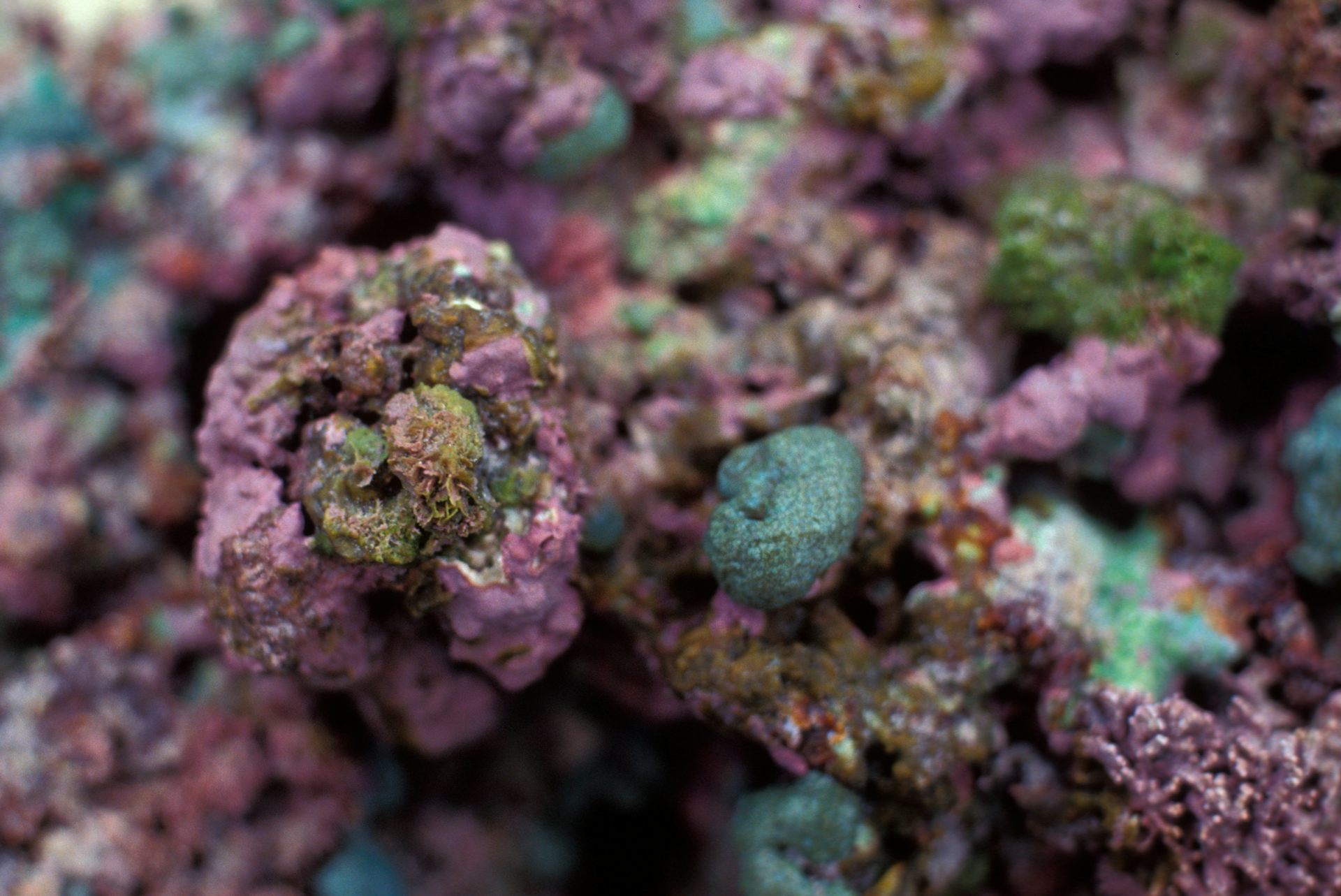 Chagos Islands: how to ensure their coral reefs aren’t damaged as they ...