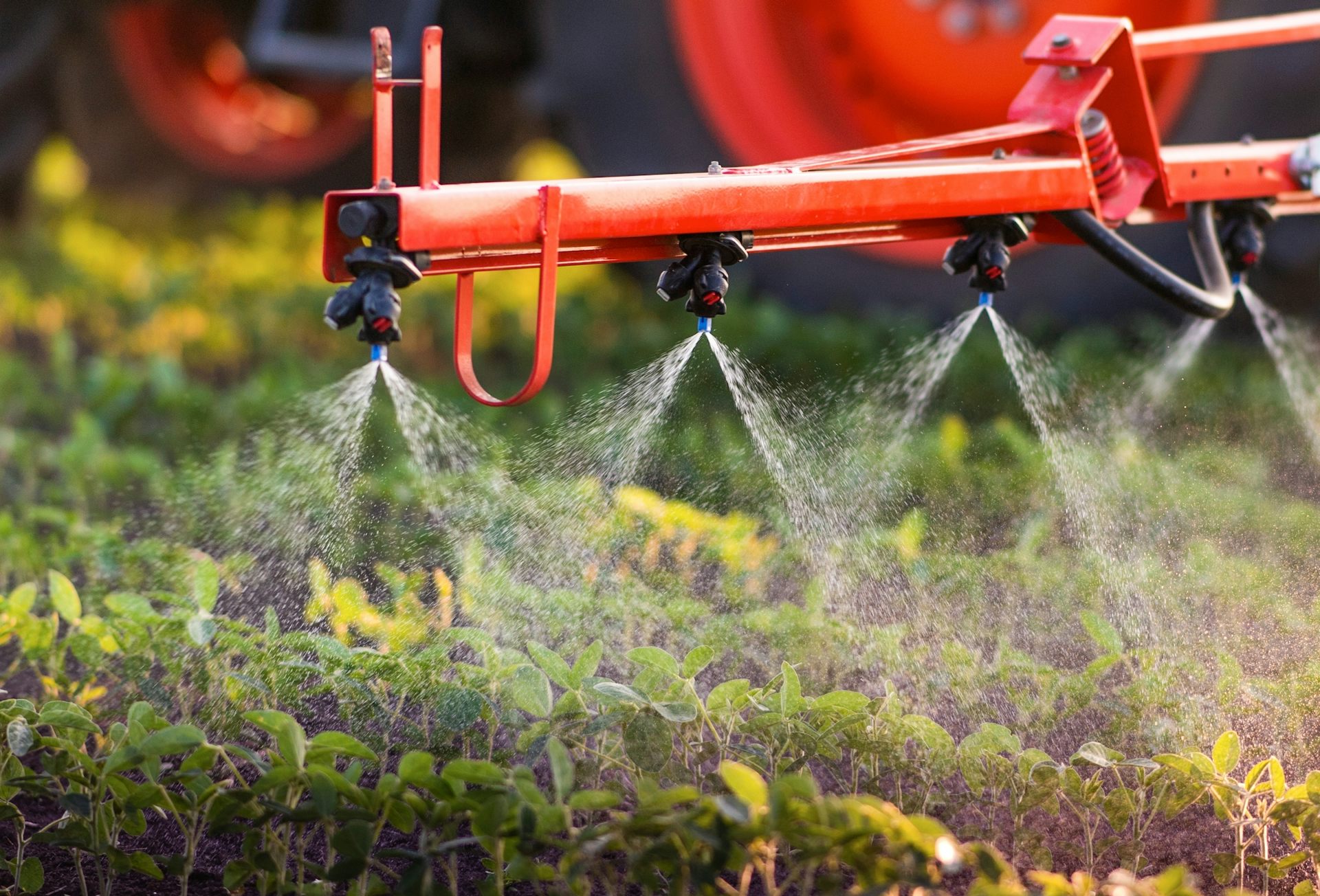 An immediate ban has been issued for the herbicide dacthal. What are ...