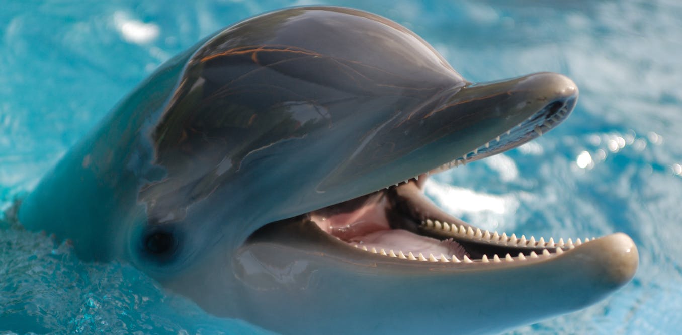 Bottlenose dolphins smile at each other when they play – new study ... Bottlenose dolphins smile at each other when they play – new study ...