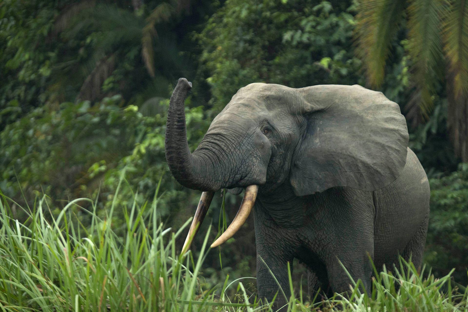 Nigeria’s last elephants – what must be done to save them