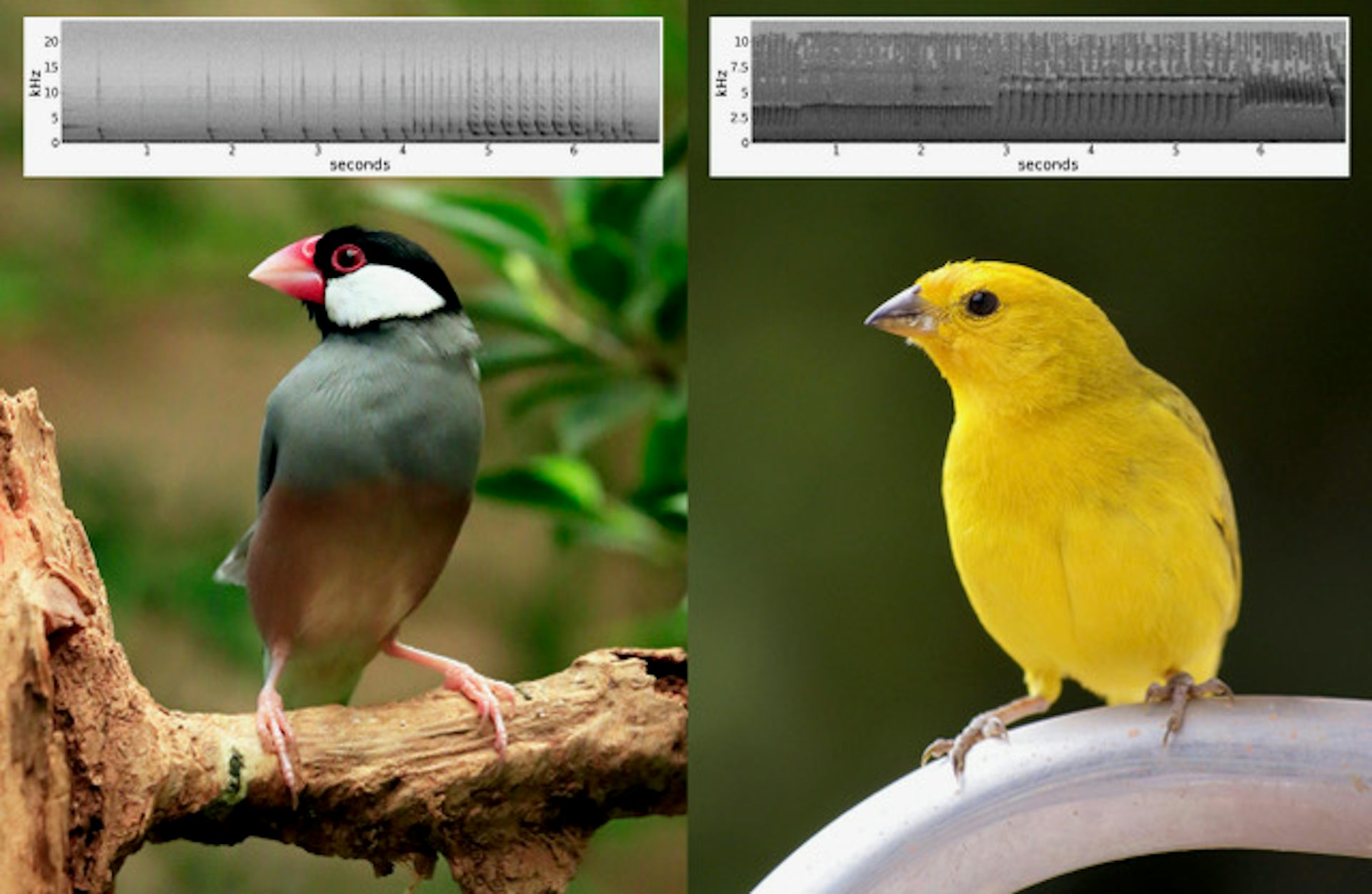Hard bites and slow songs: How beak size affects the singing and ...
