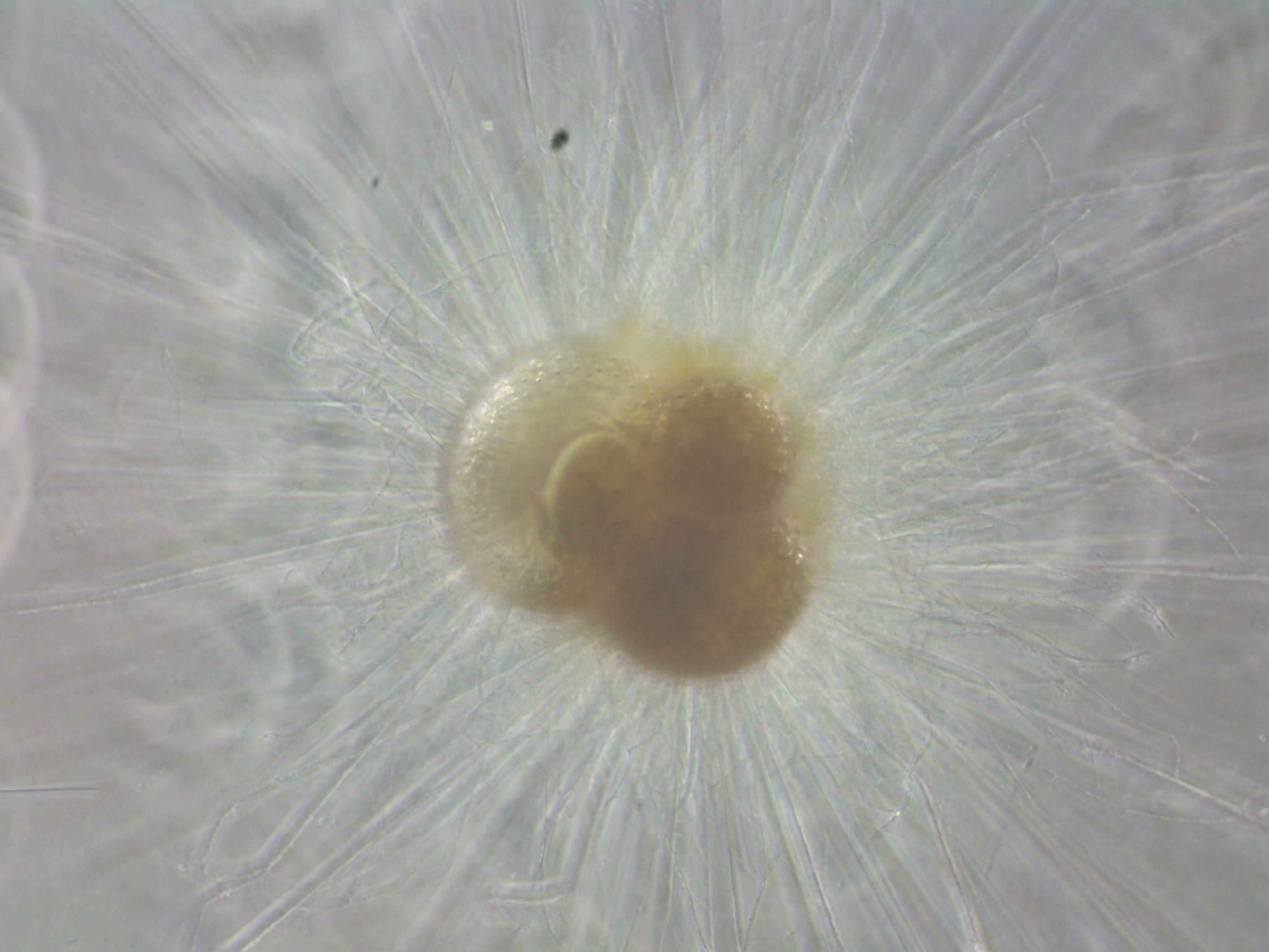 Tiny oceanic plankton adapted to warming during the last ice age, but ...