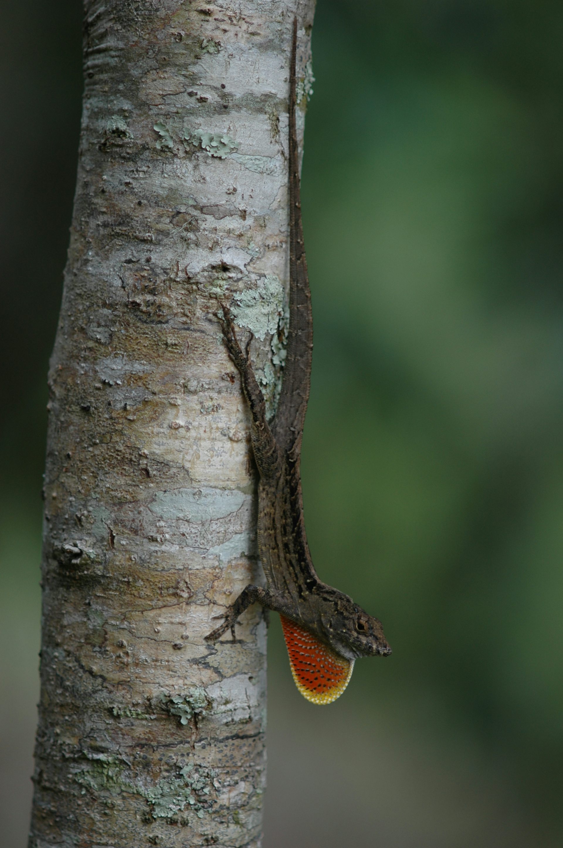 Invasive species trigger rapid evolution for lizards in Florida