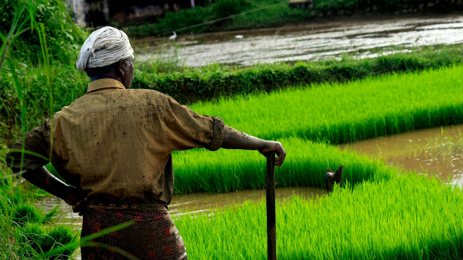 Mieux nourrir ne signifie pas produire plus : comment repenser la ...