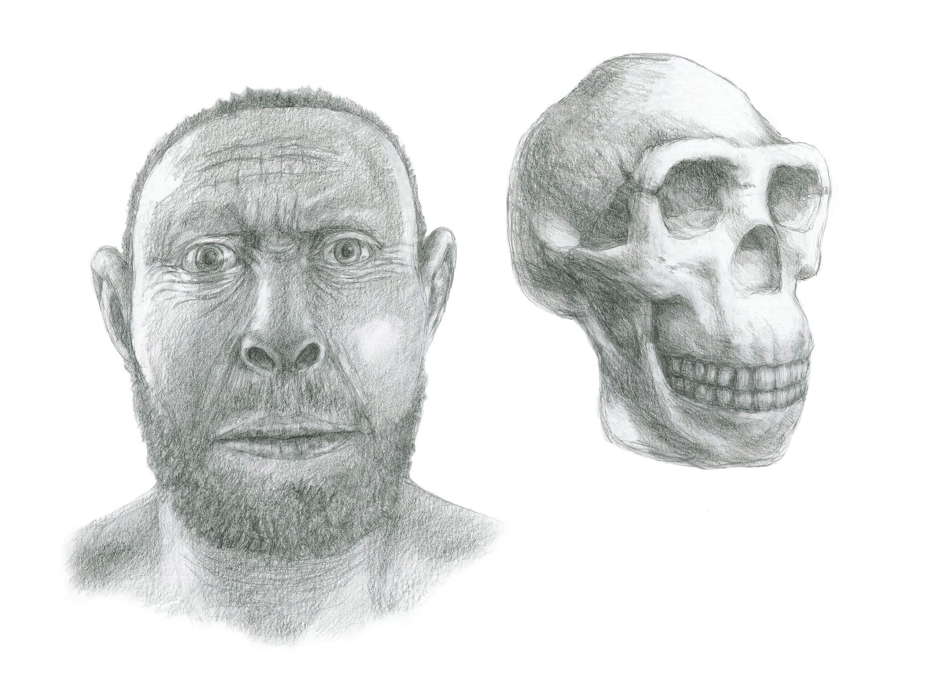 The whole story of human evolution – from ancient apes via Lucy to us