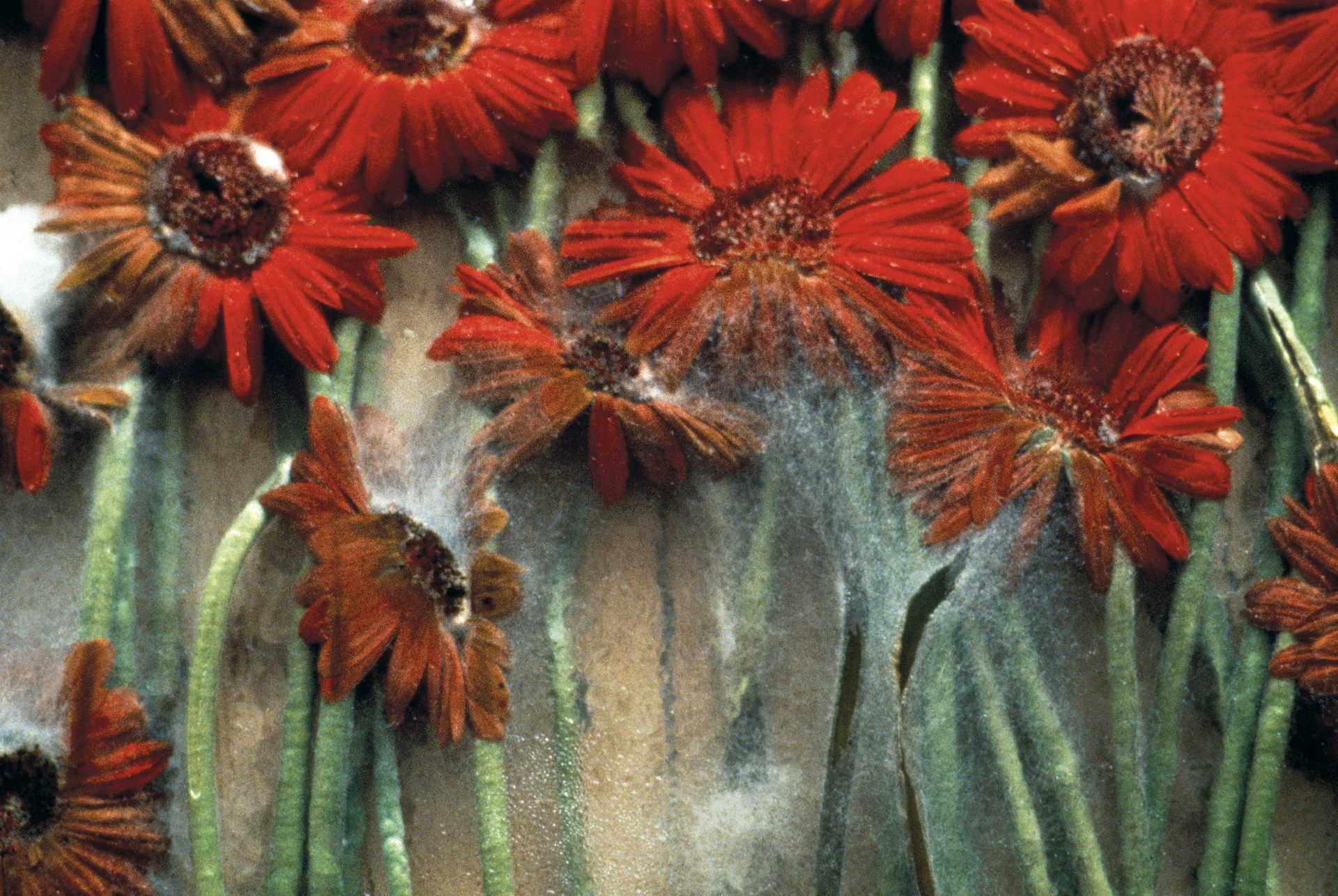 Anya Gallaccio: from chocolate walls to wilting flowers – the art of ...