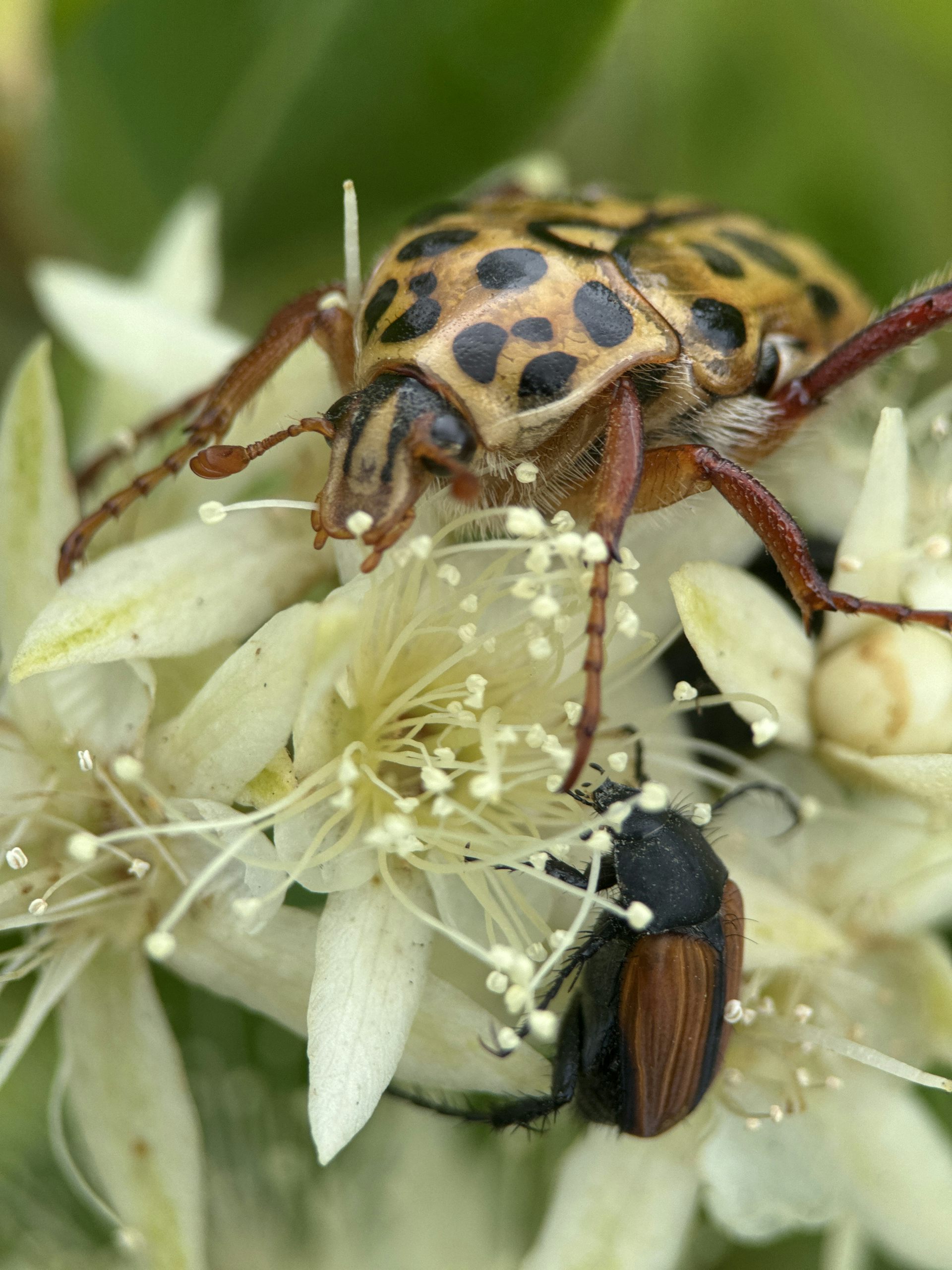 Australia boasts some of the world’s most stunning beetles. Look out ...