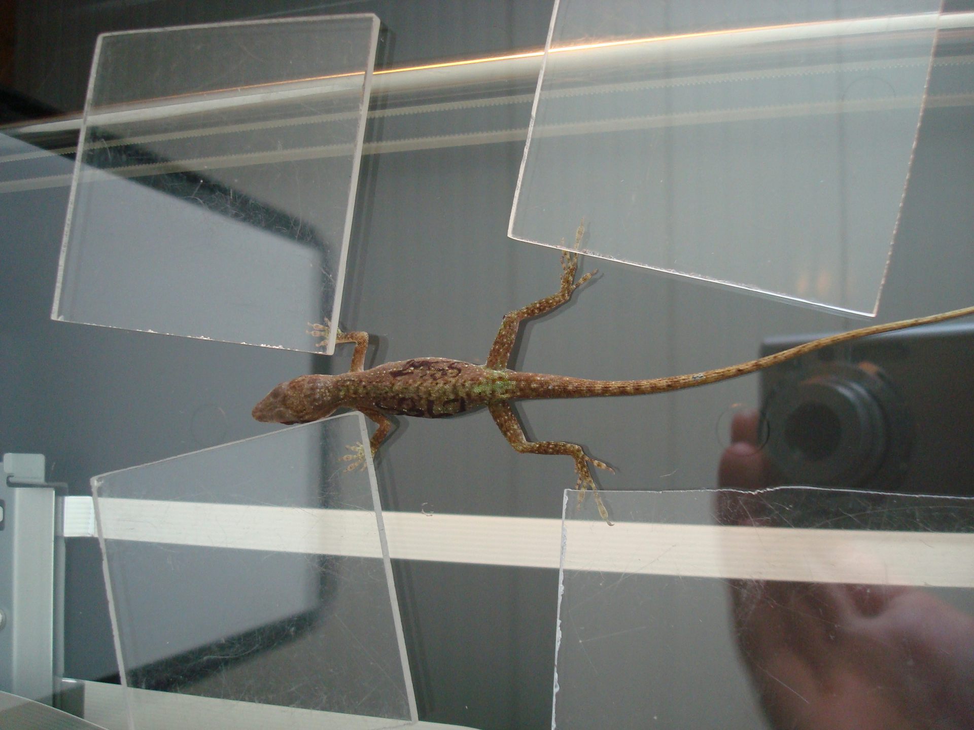 Invasive species trigger rapid evolution for lizards in Florida