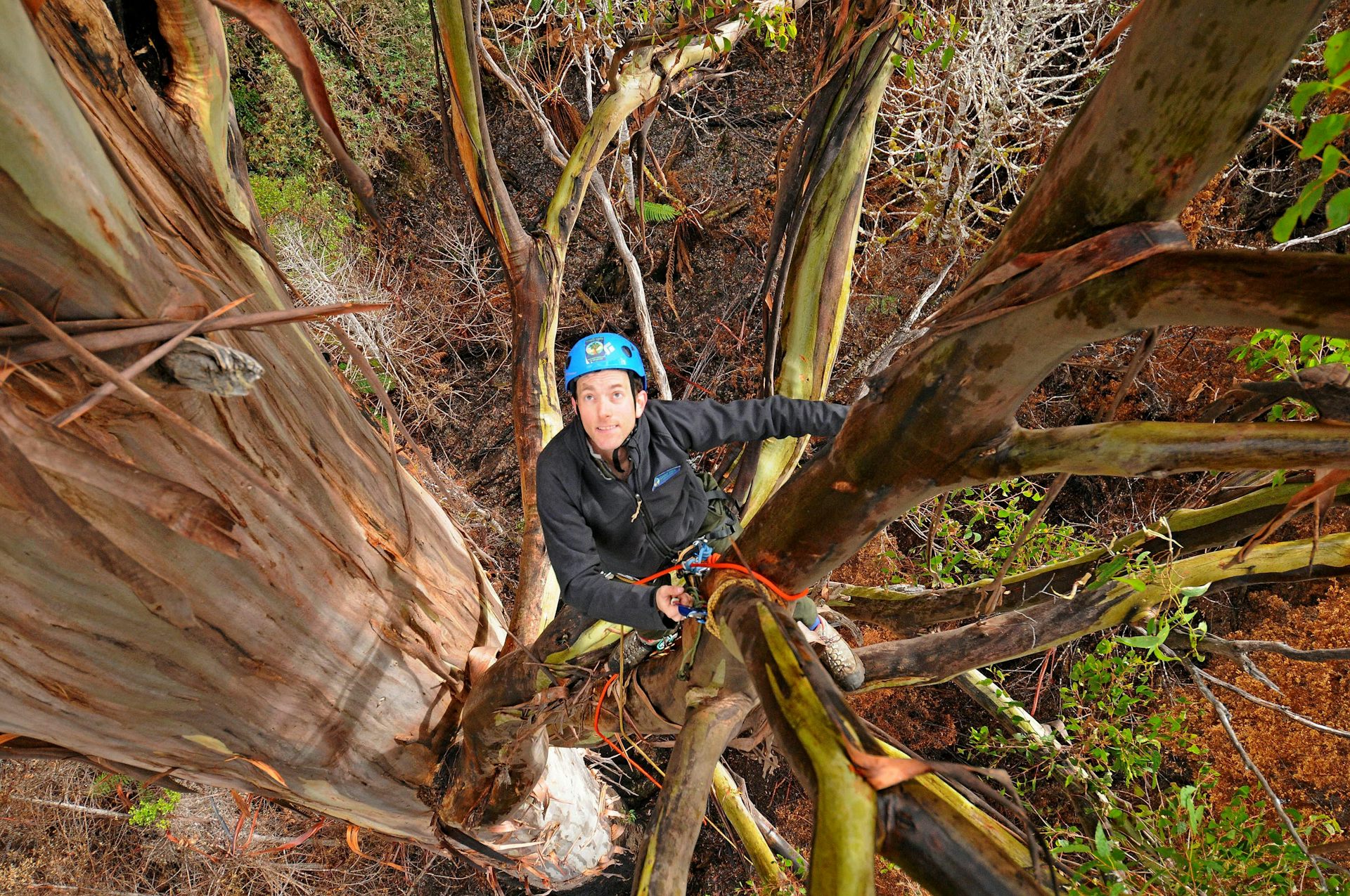 As Australia’s giant trees succumb to fire or drought, we’re racing to ...