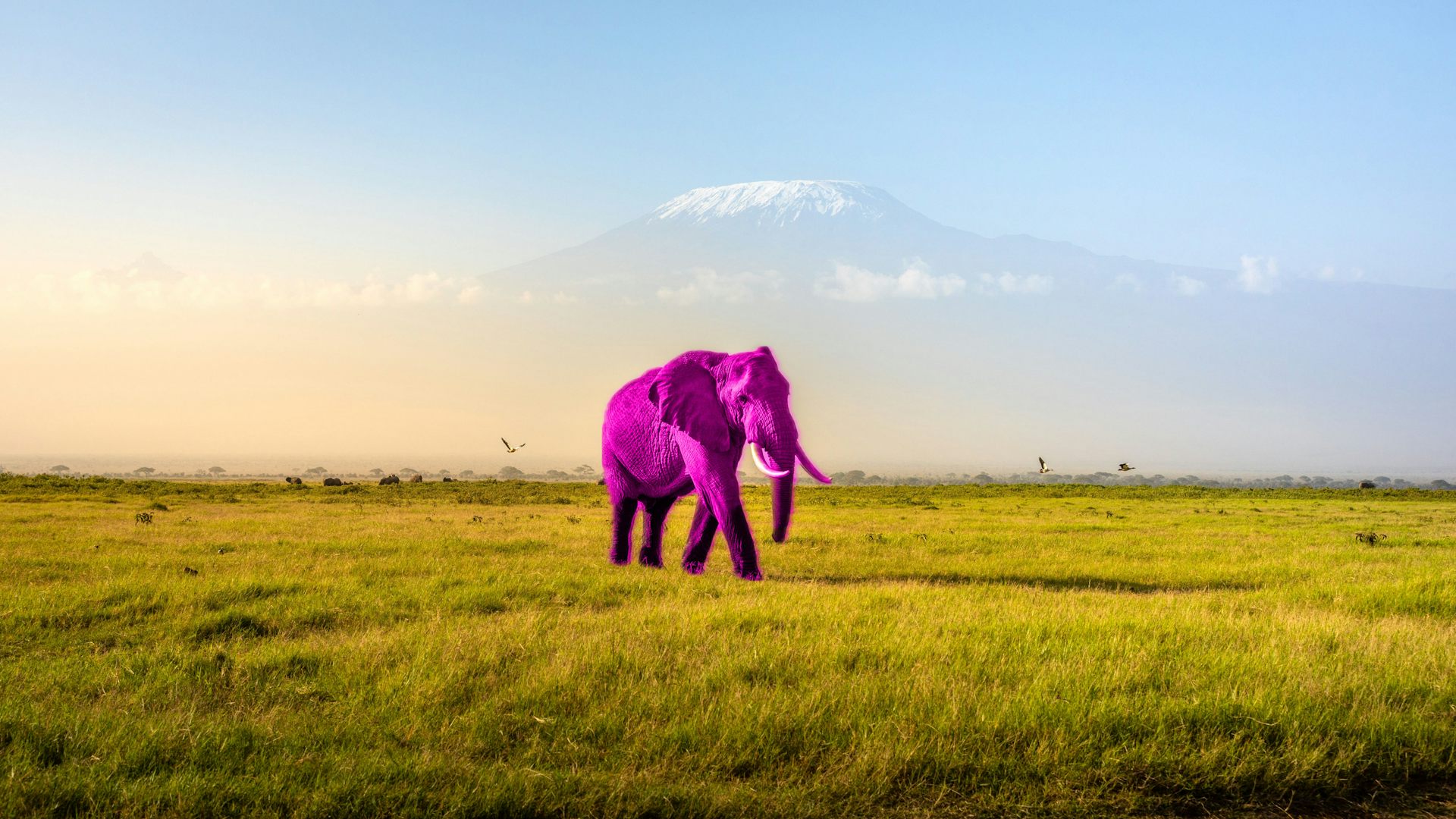 “Teste do elefante cor-de-rosa” pode ajudar a prever capacidade de ...