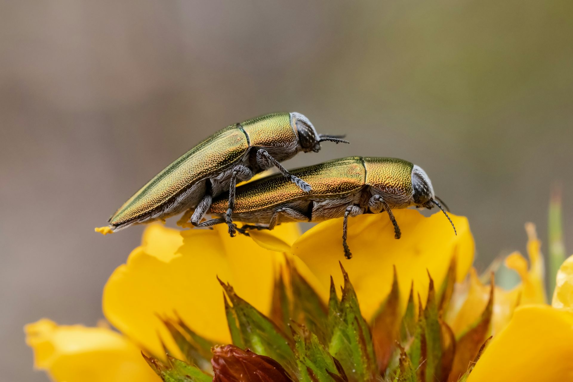Australia boasts some of the world’s most stunning beetles. Look out ...