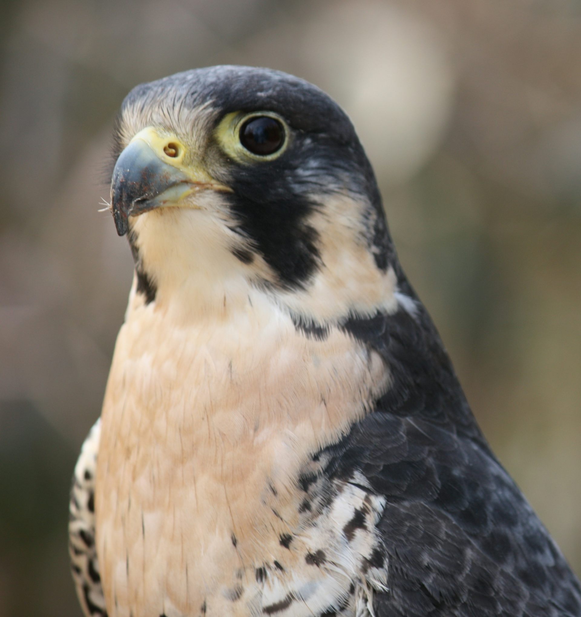 Why do falcons have stripes under their eyes? The answer is more ...